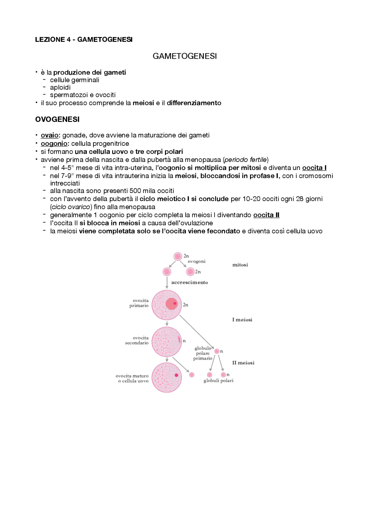 Gametogenesi: ovogenesi e spermatogenesi - Docsity
