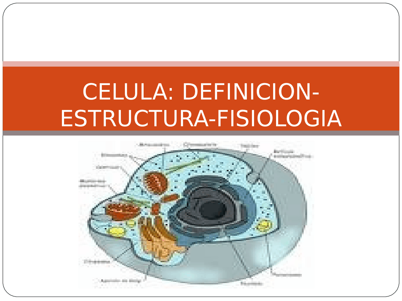 La célula: definición, estructura y fisiología | Apuntes de Biología ...