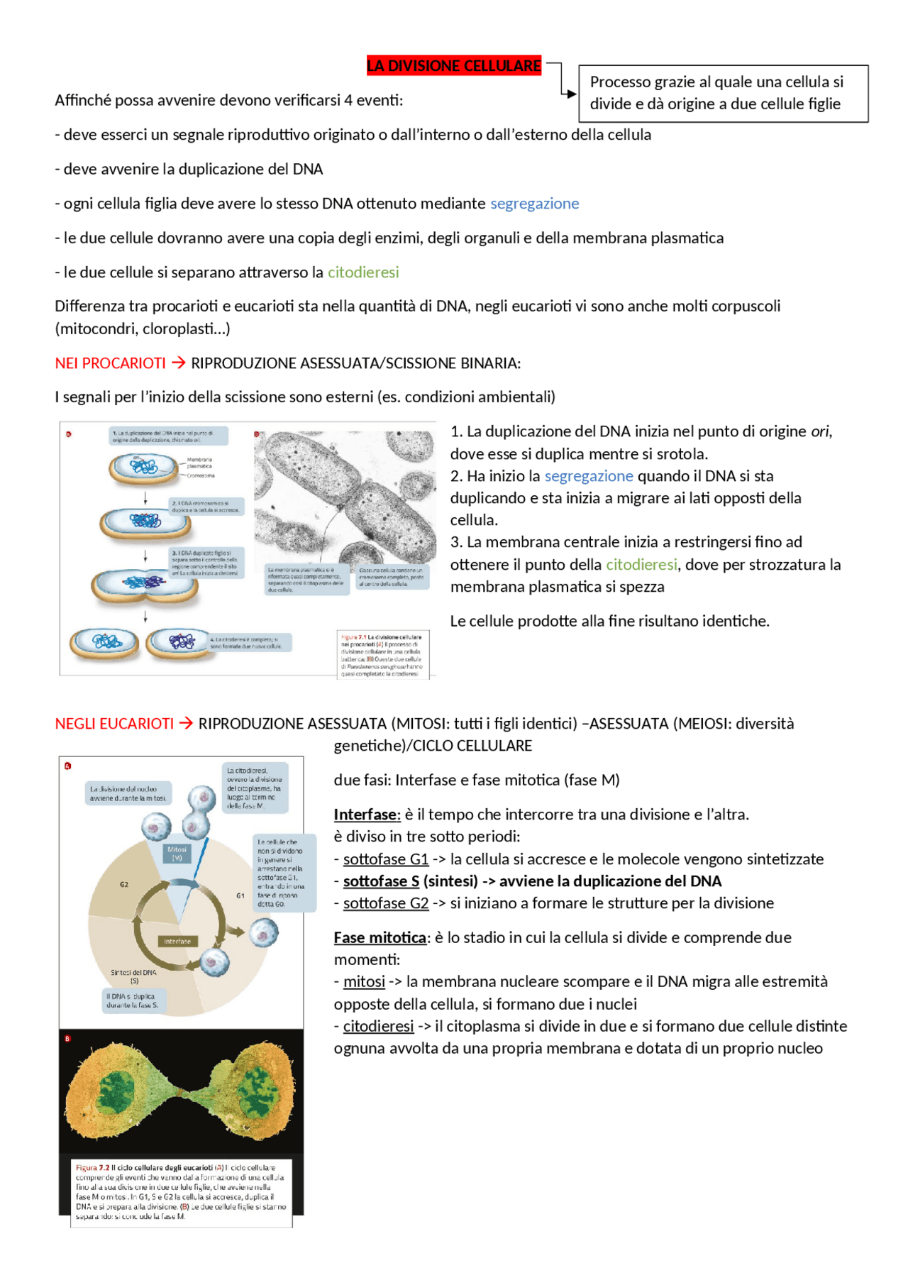 La Divisione Cellulare Docsity