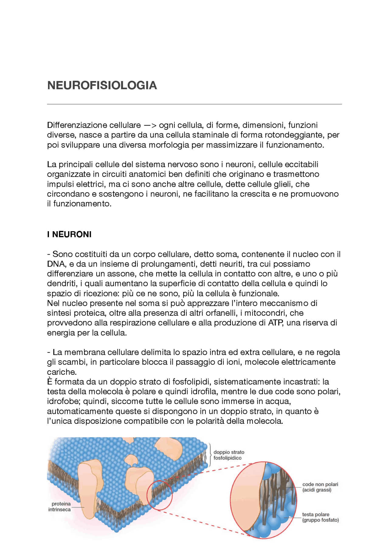 Appunti Di Neurofisiologia Docsity