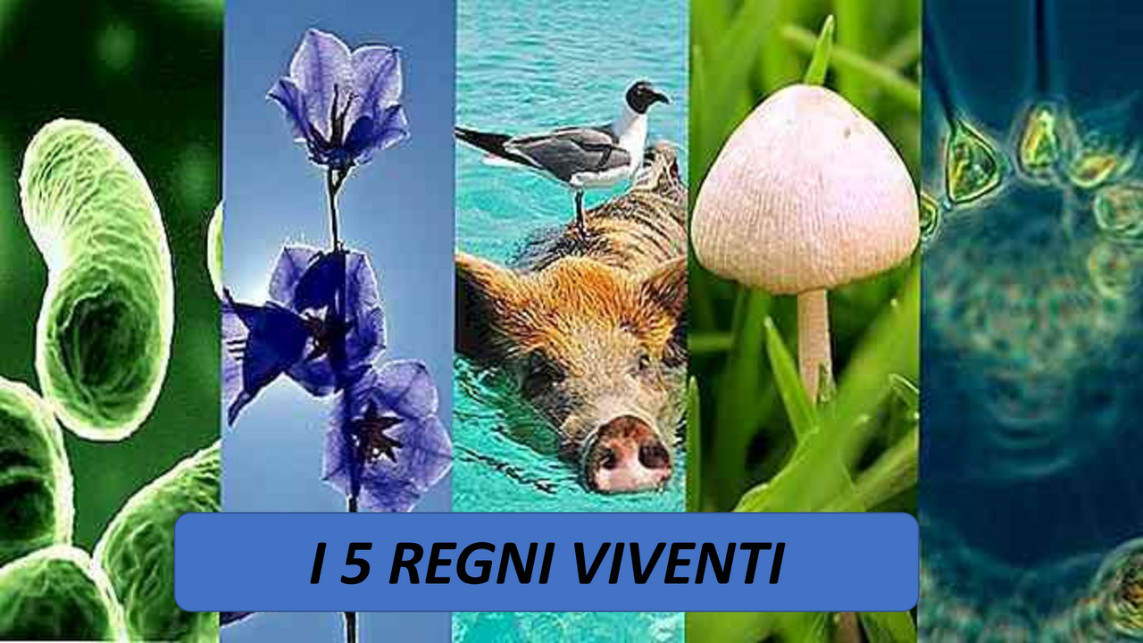 I 5 REGNI VIVENTI: ANIMALE, DEI FUNGHI, DELLE PIANTE, DEI PROTISTI ...