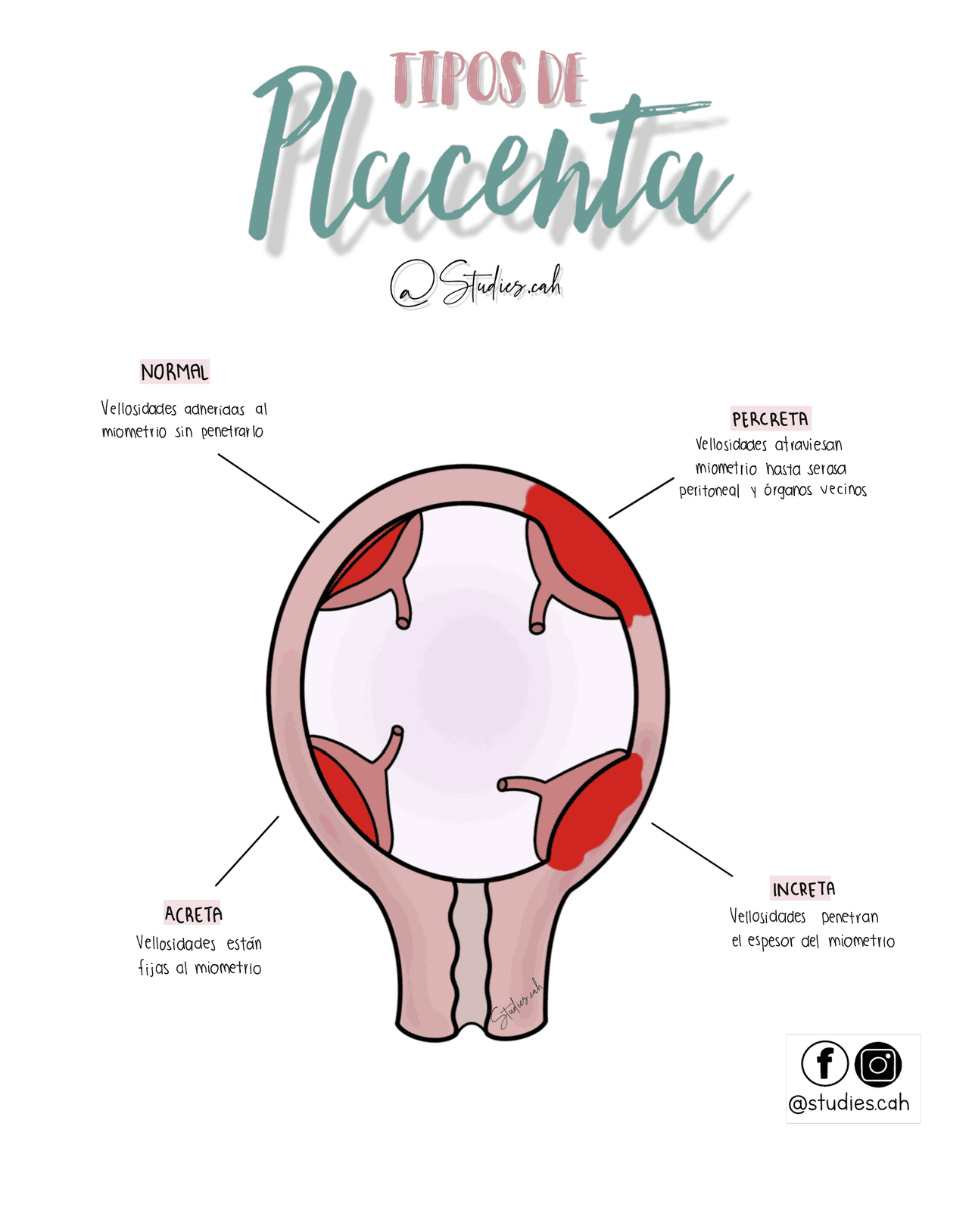 Apuntes de anatomia para la placenta que está dentro de la gestante ...