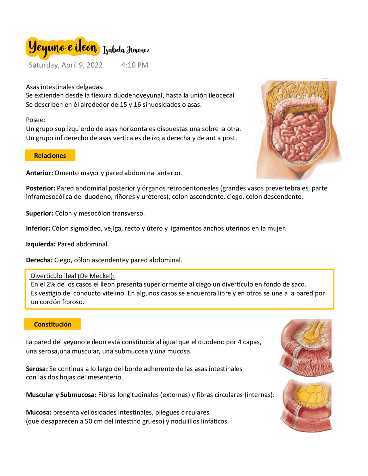 Yeyuno e íleon. Anatomía normal. | Apuntes de Anatomía | Docsity