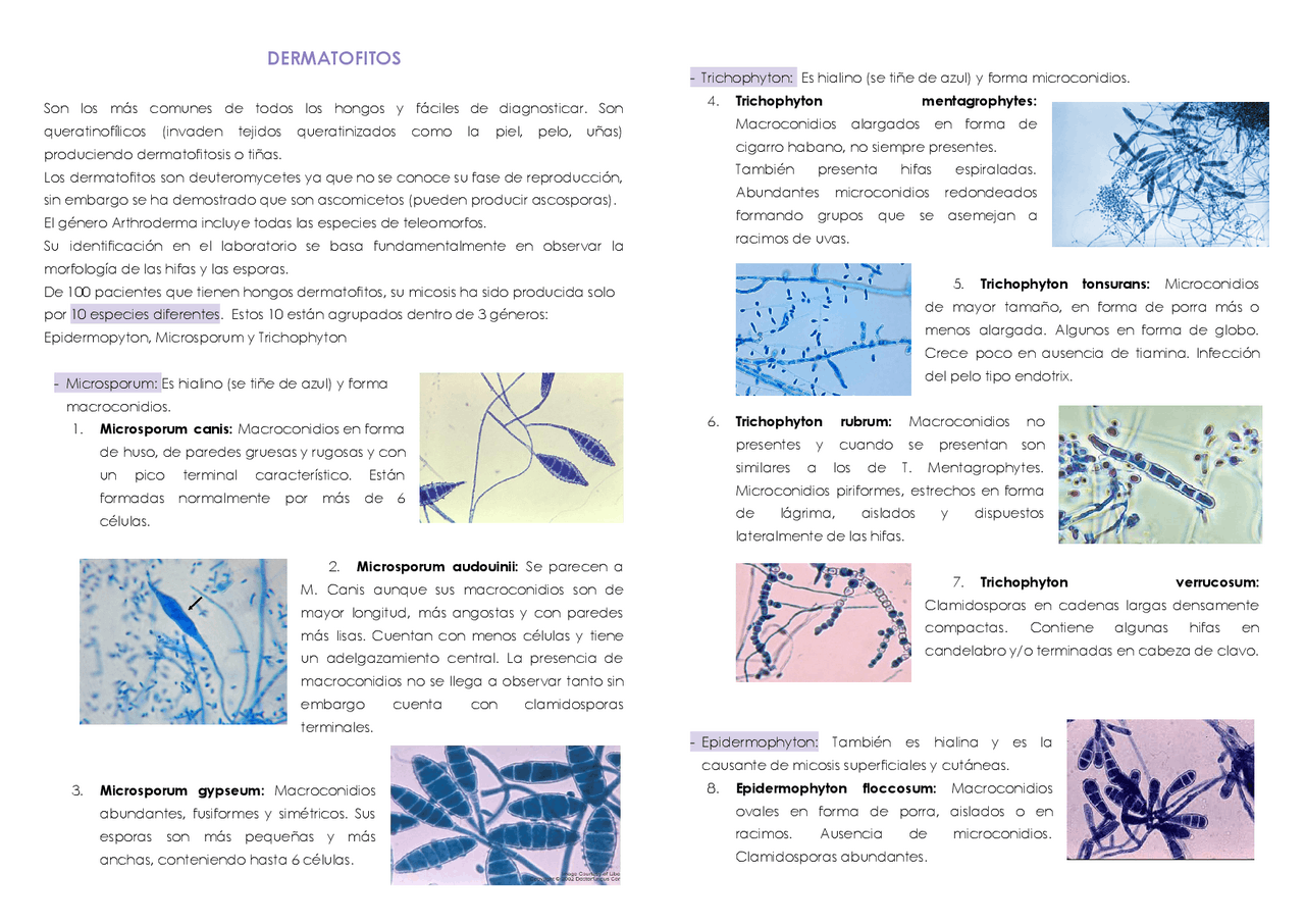 10 principales Dermatofitos | Apuntes de Microbiología | Docsity