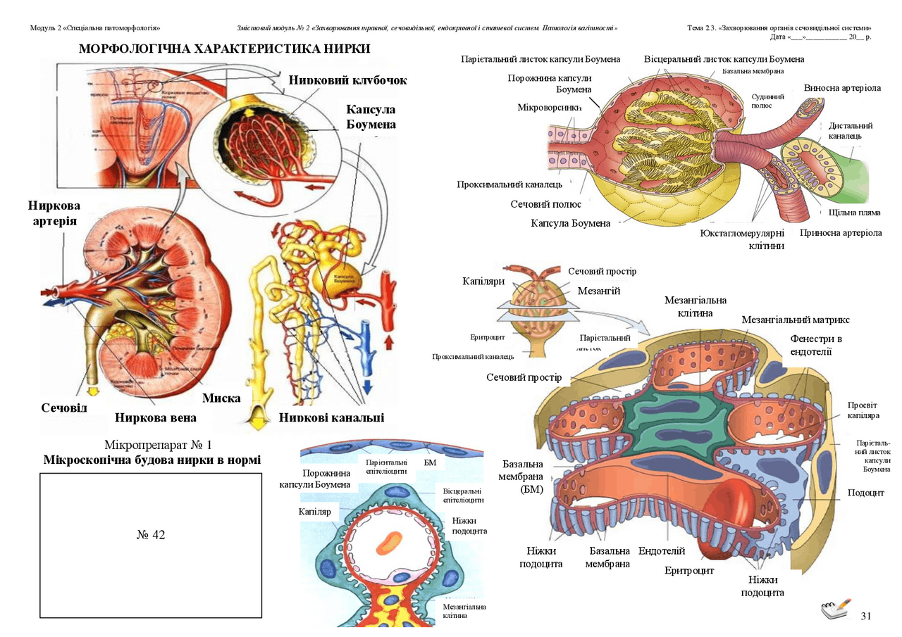 Microscopic Anatomy of the Kidney: Normal Structure and Pathology ...