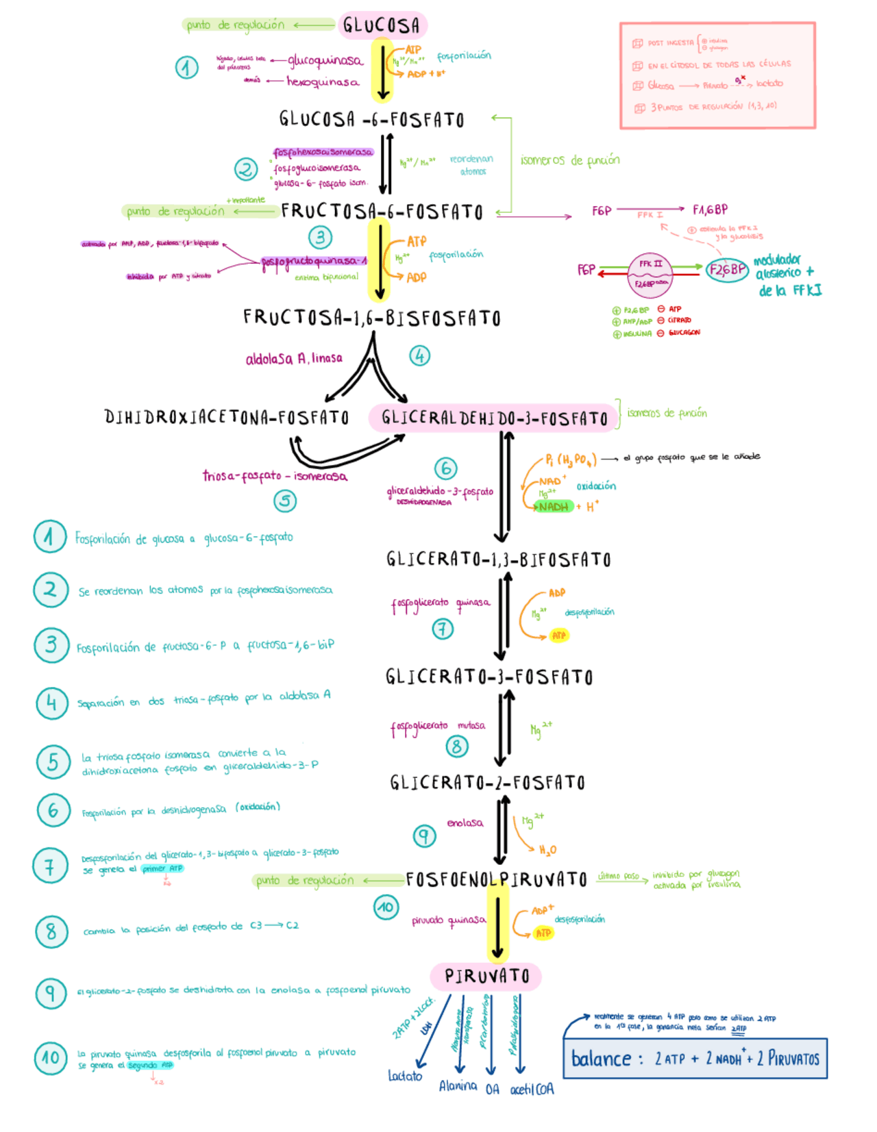 Hoja De Trabajo De Glucólisis Glucólisis, Respiración Aeróbica Y