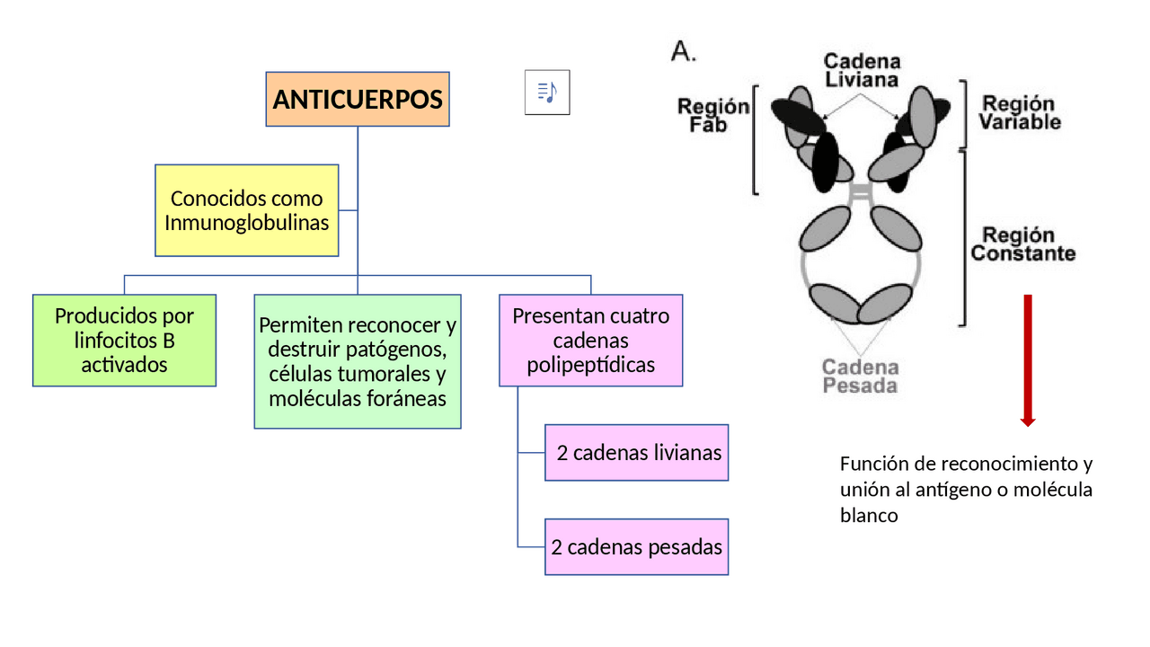ANTICUERPOS QUE SON Y CARACTERISTICAS - Docsity