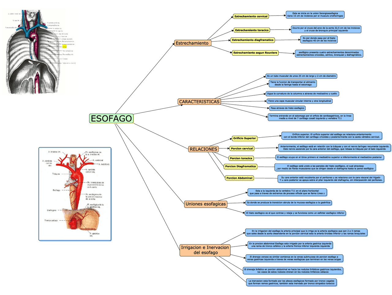 Esofago y sus características - Docsity
