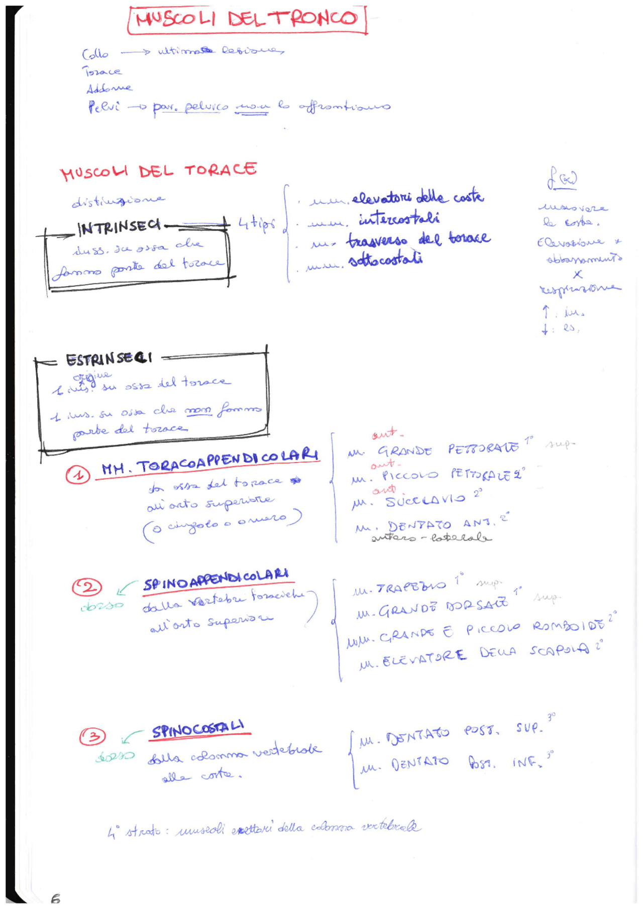 Riassunto anatomia articolazioni e muscoli | Schemi e mappe concettuali di Anatomia | Docsity