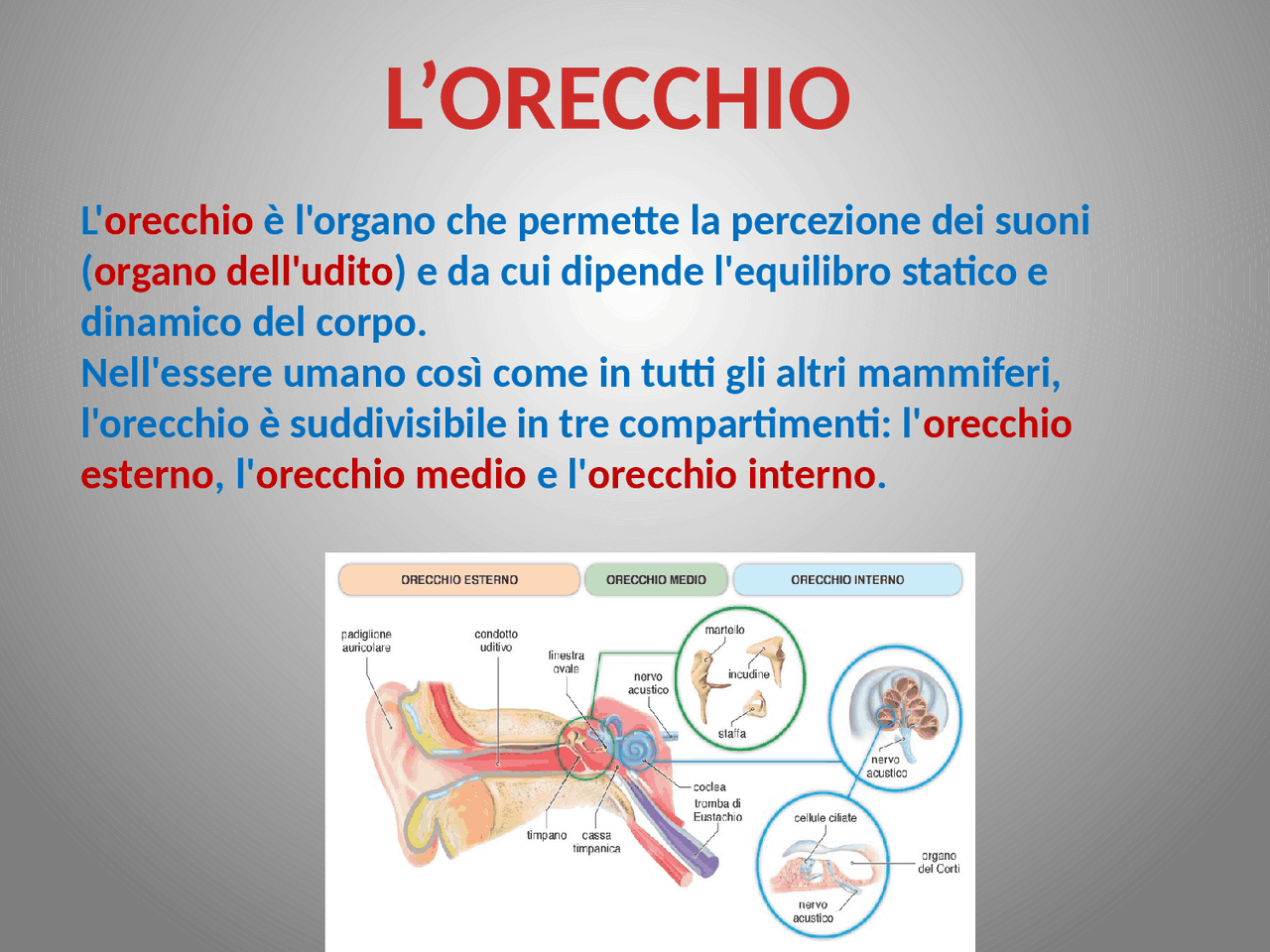 Diagramma Del Senso Dell'udito Anatomia E Fisiologia – Otologia