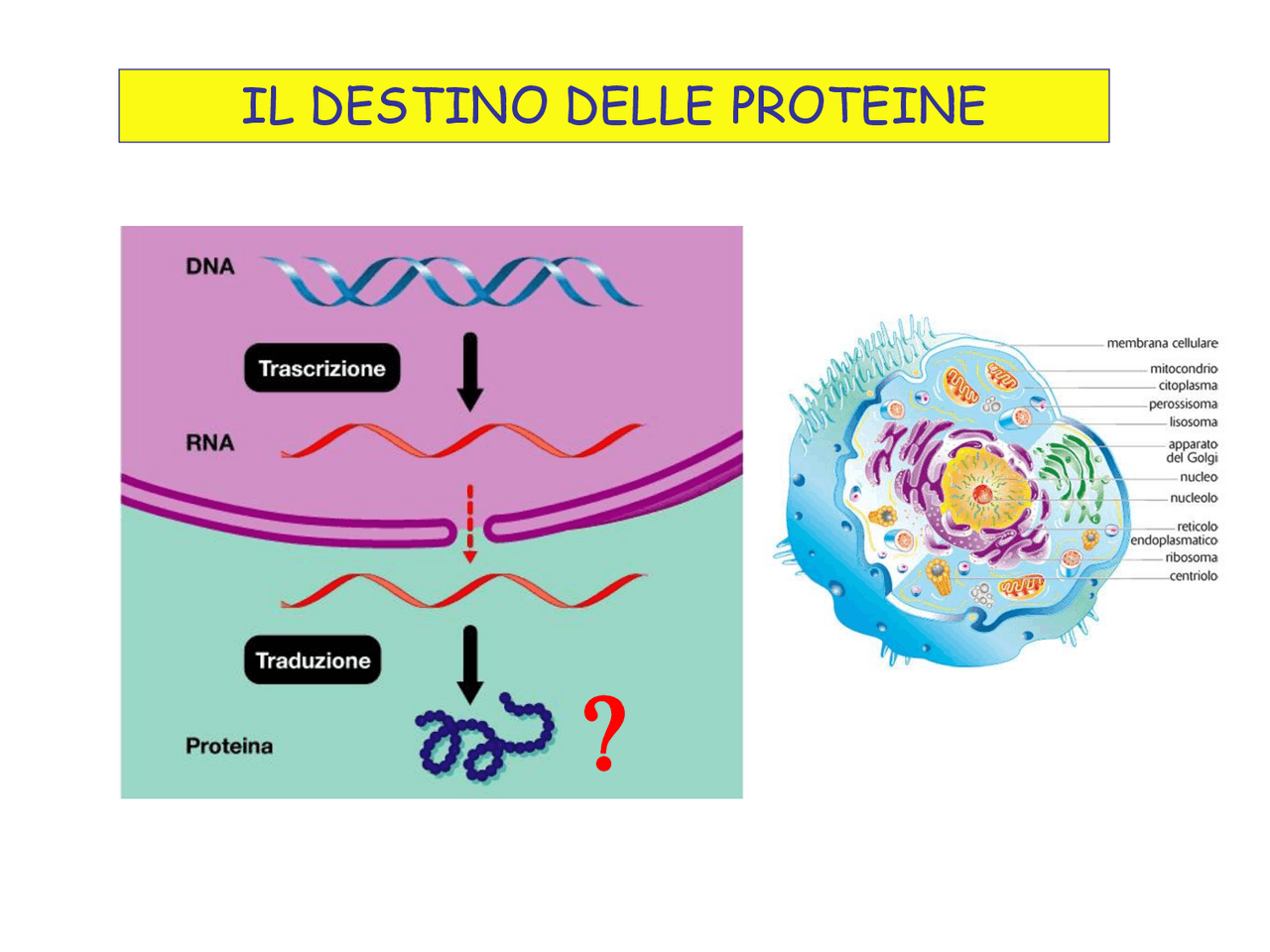 Destino Delle Proteine Schemi E Mappe Concettuali Di Biologia Docsity