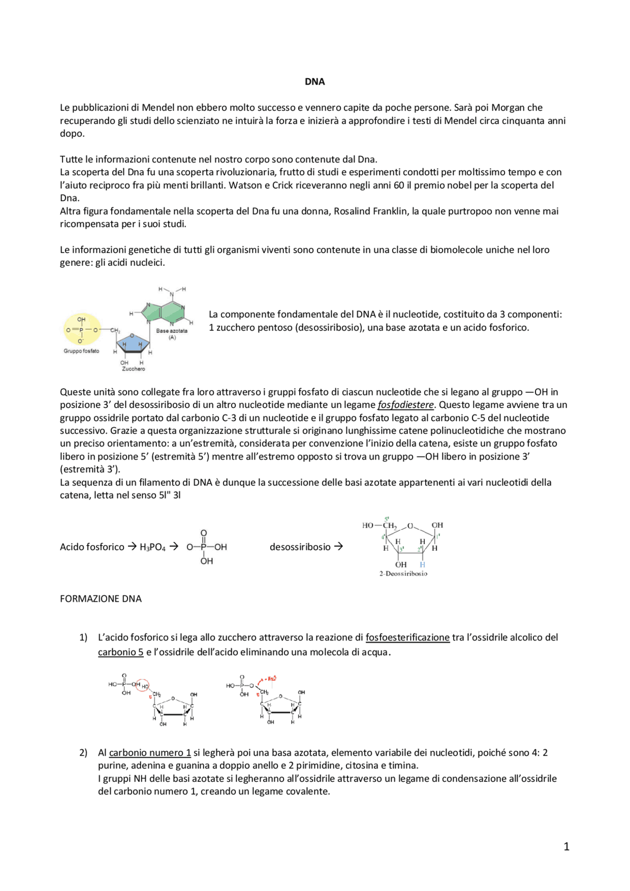 DNA : formazione, struttura e duplicazione | Appunti di Biologia | Docsity