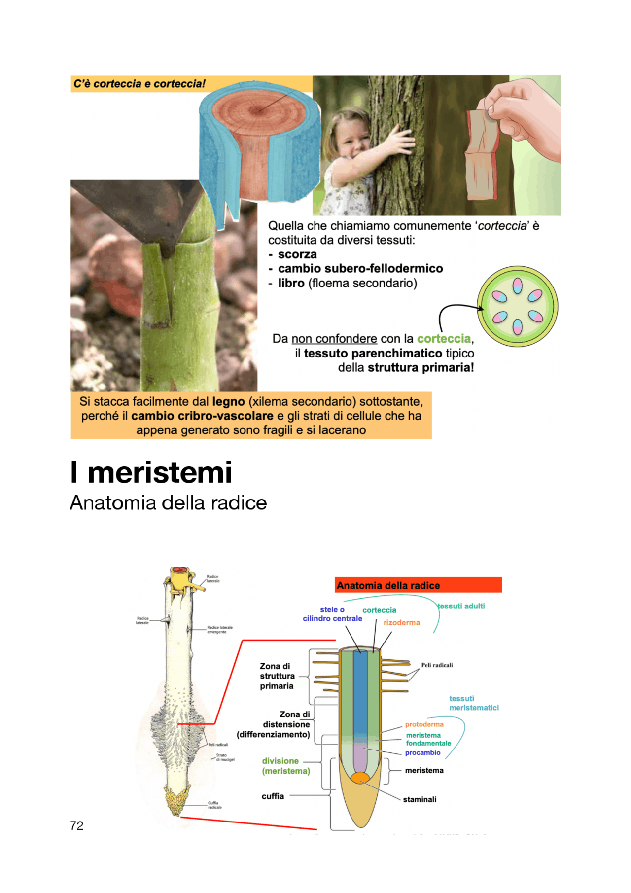 Botanica 7, meristemi - Docsity