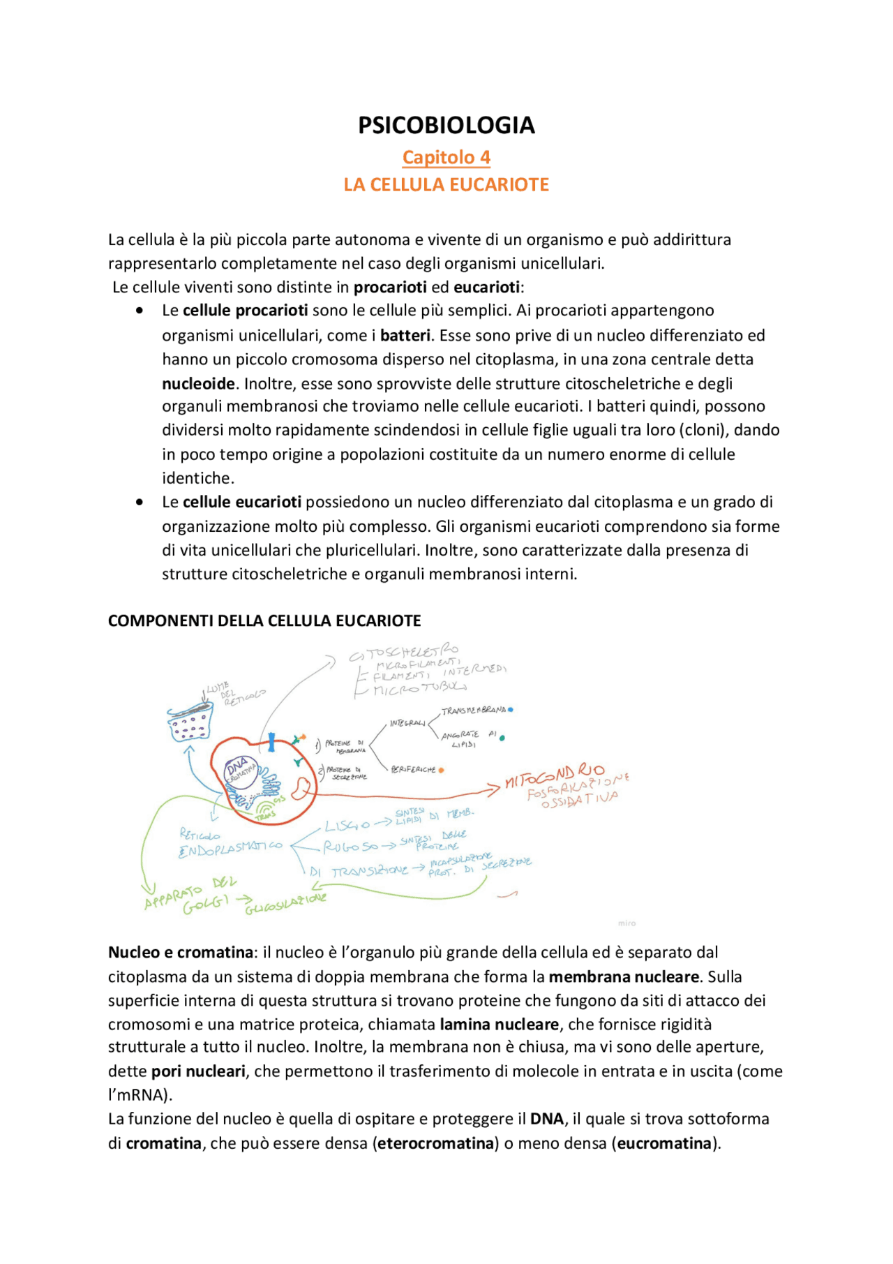 Capitolo 4 La Cellula Eucariote Docsity