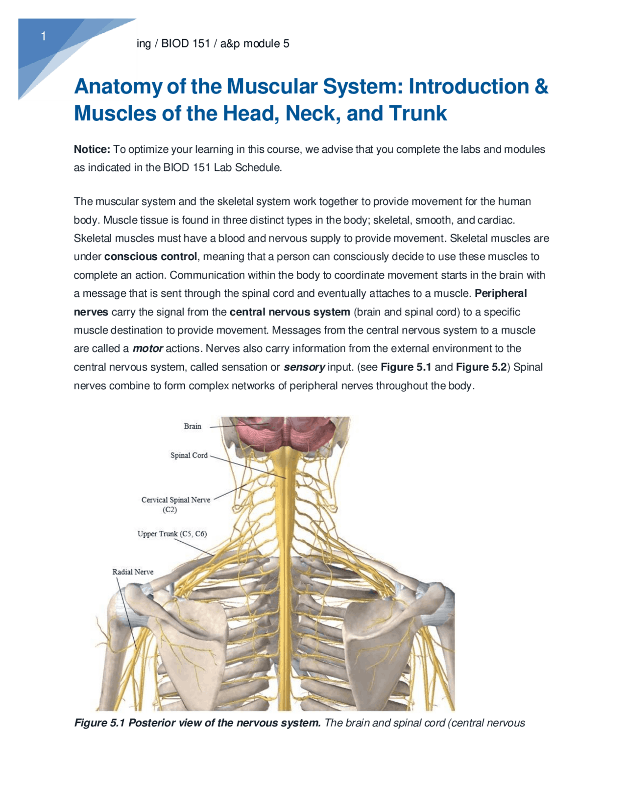 Portage Learning / BIOD 151 / a & p module 5 Latest - Docsity