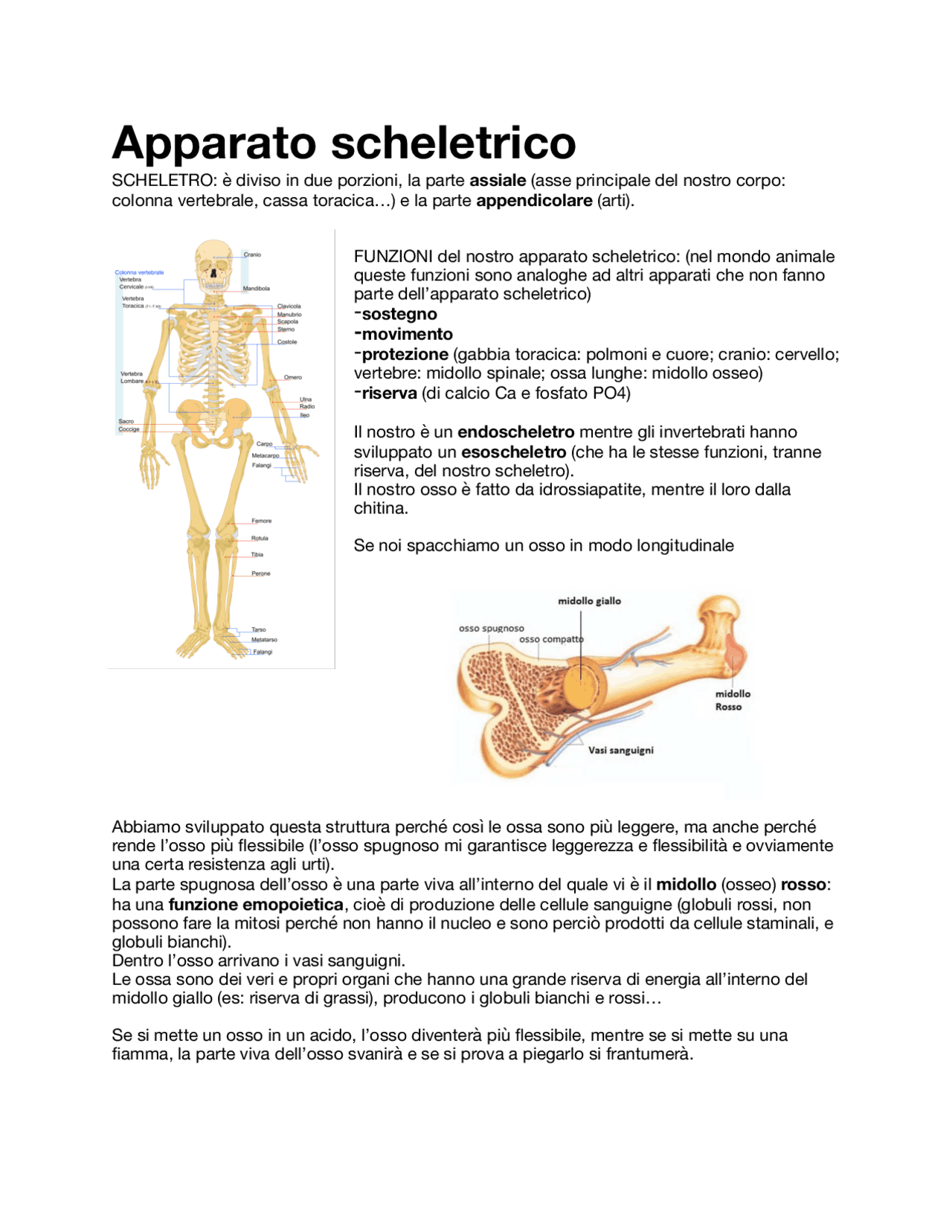 Sistema Locomotore Apparato Scheletrico E Sistema Muscolare Docsity