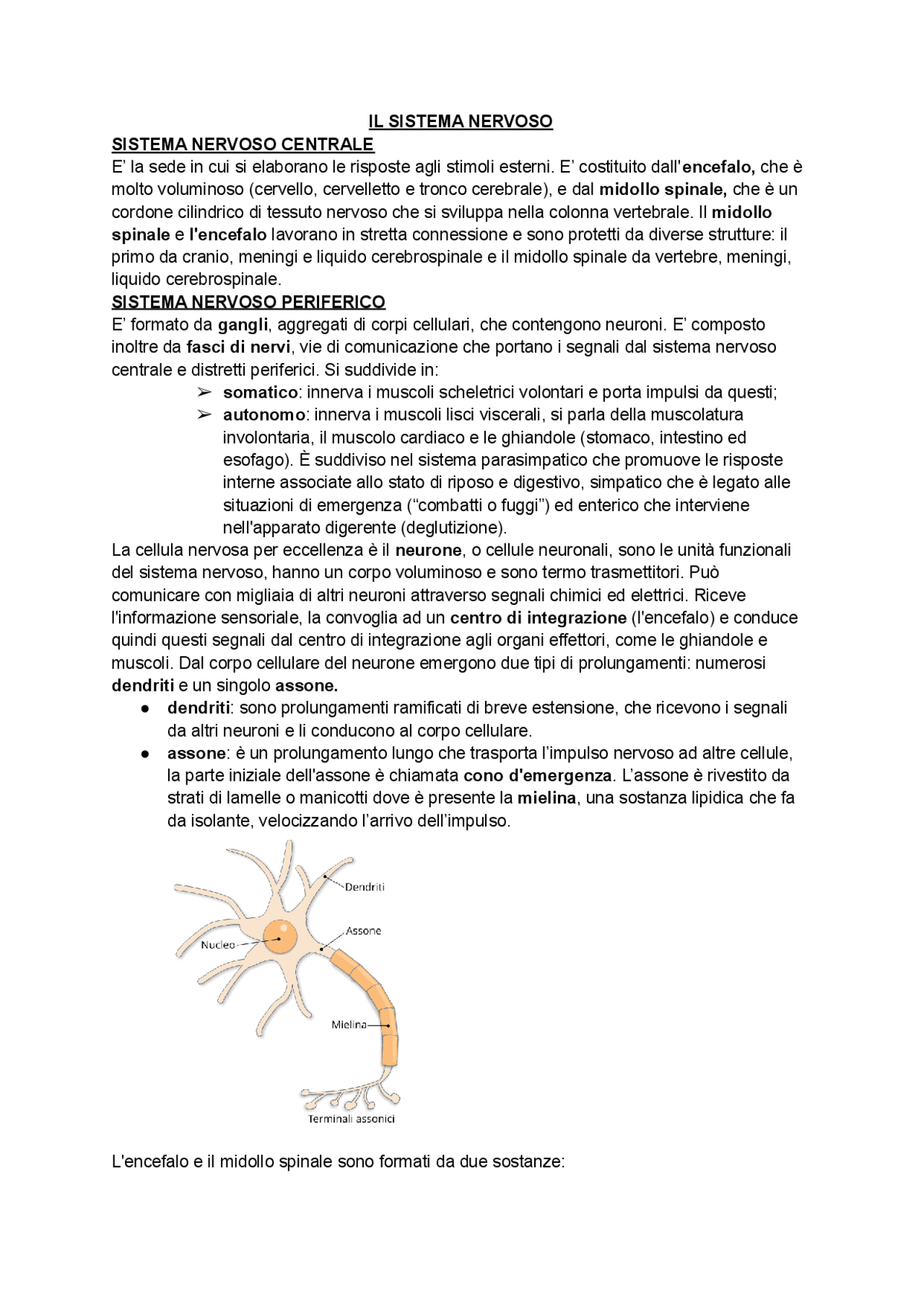 Il Sistema Nervoso Scienze Docsity