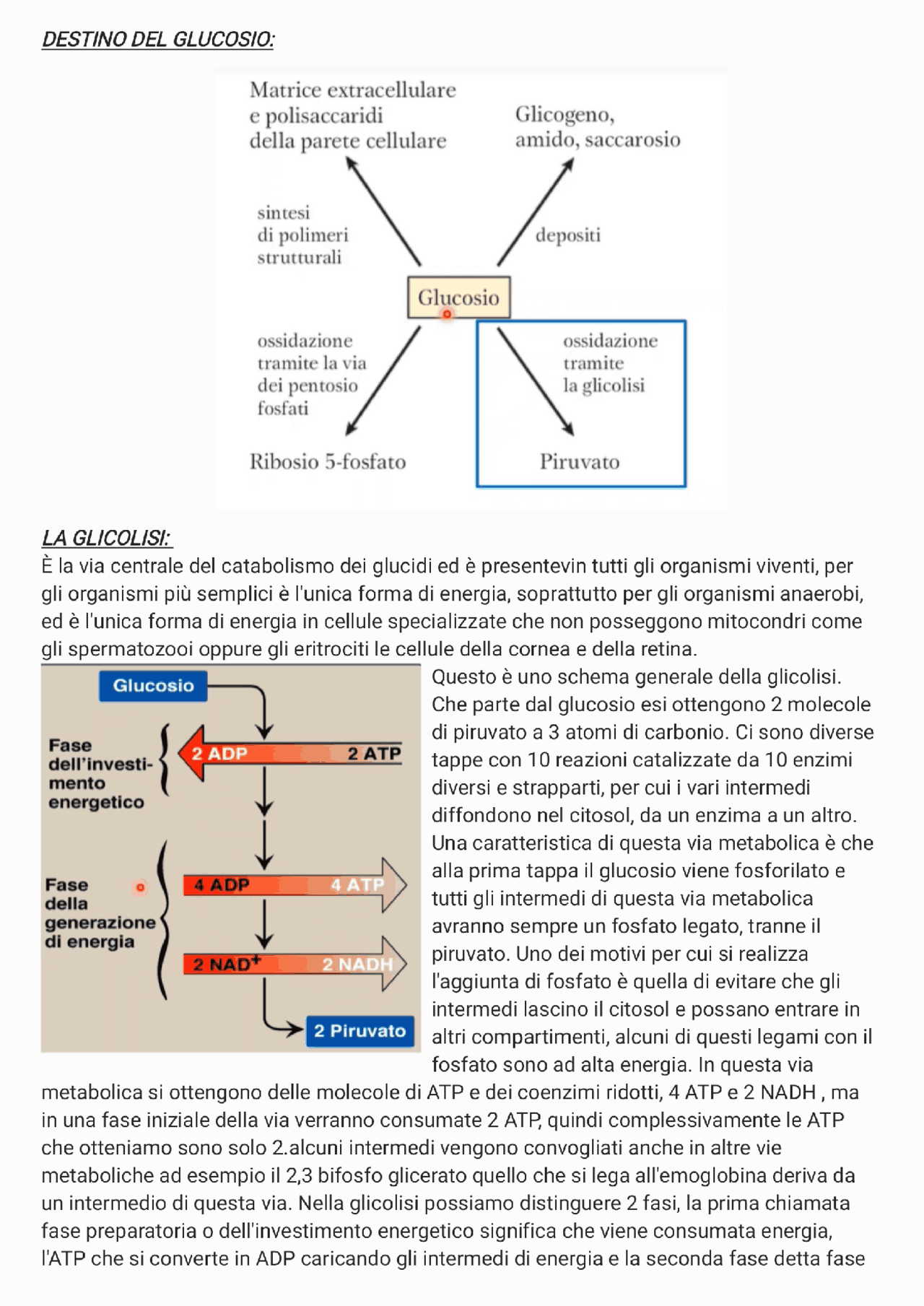 Glicolisi: introduzione e le 9 tappe - Docsity