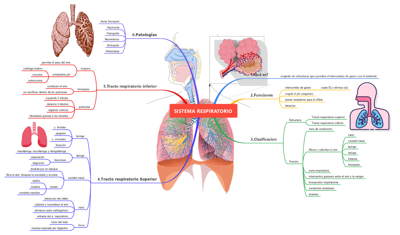 SISTEMA RESPIRATORIO | Esquemas y mapas conceptuales de Neumología ...
