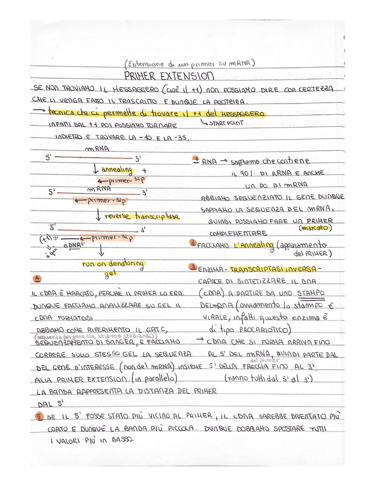 Appunti Lezioni E Dispense Trascrizione Procarioti Docsity