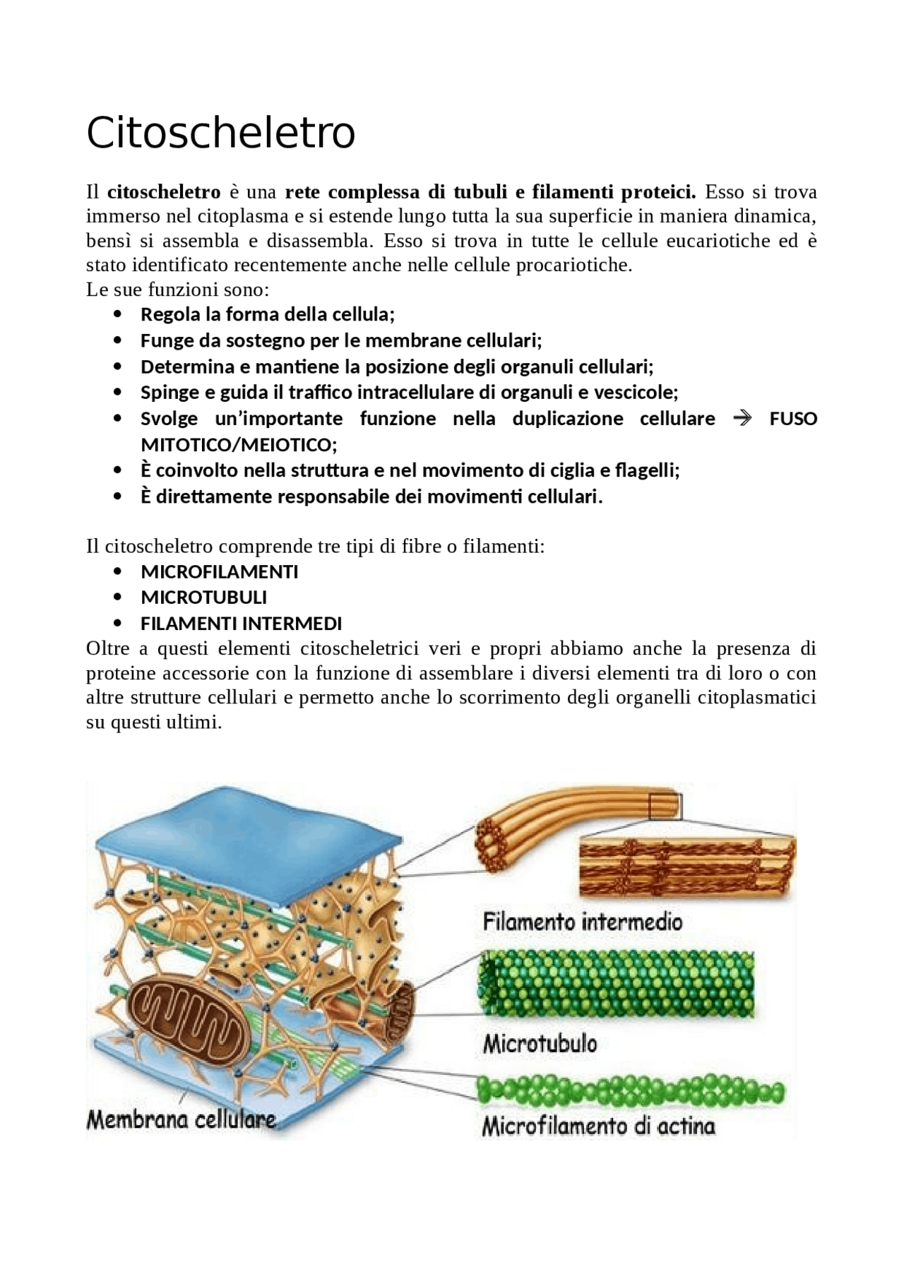 Citoscheletro Appunti Docsity