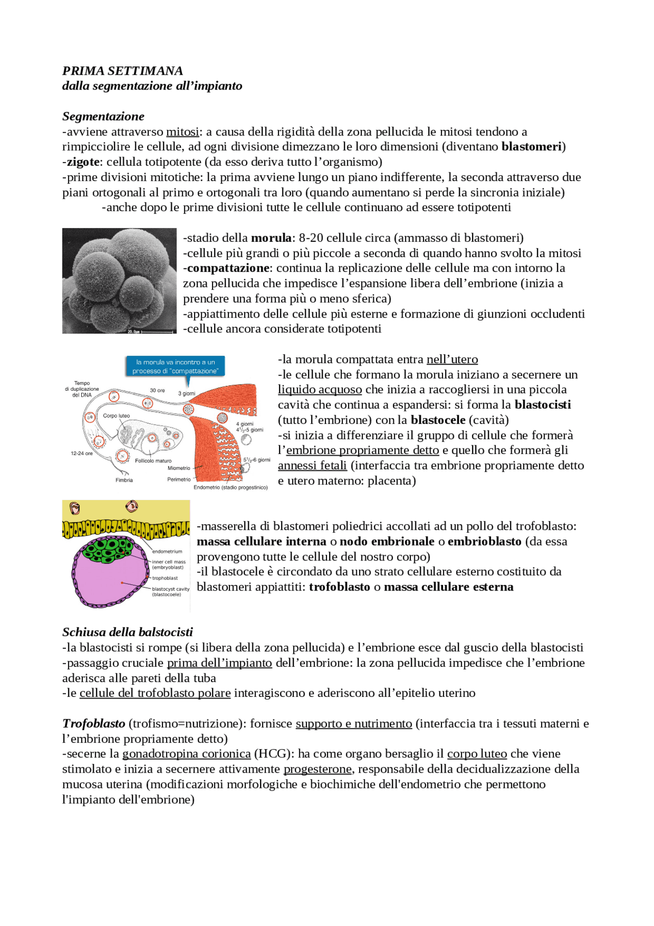 Appunti Del Corso Di Istologia E Embriologia Docsity