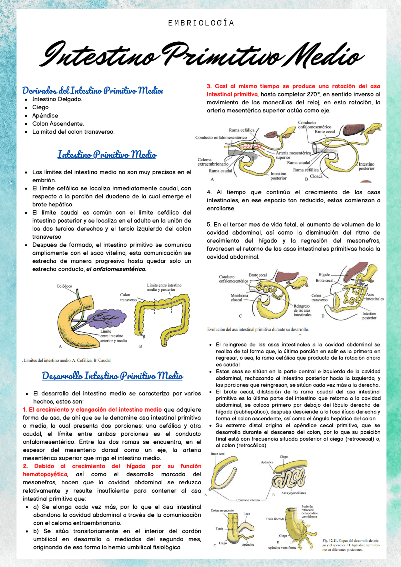 Resumen sobre Intestino Primitivo Medio y Posterior | Resúmenes de ...