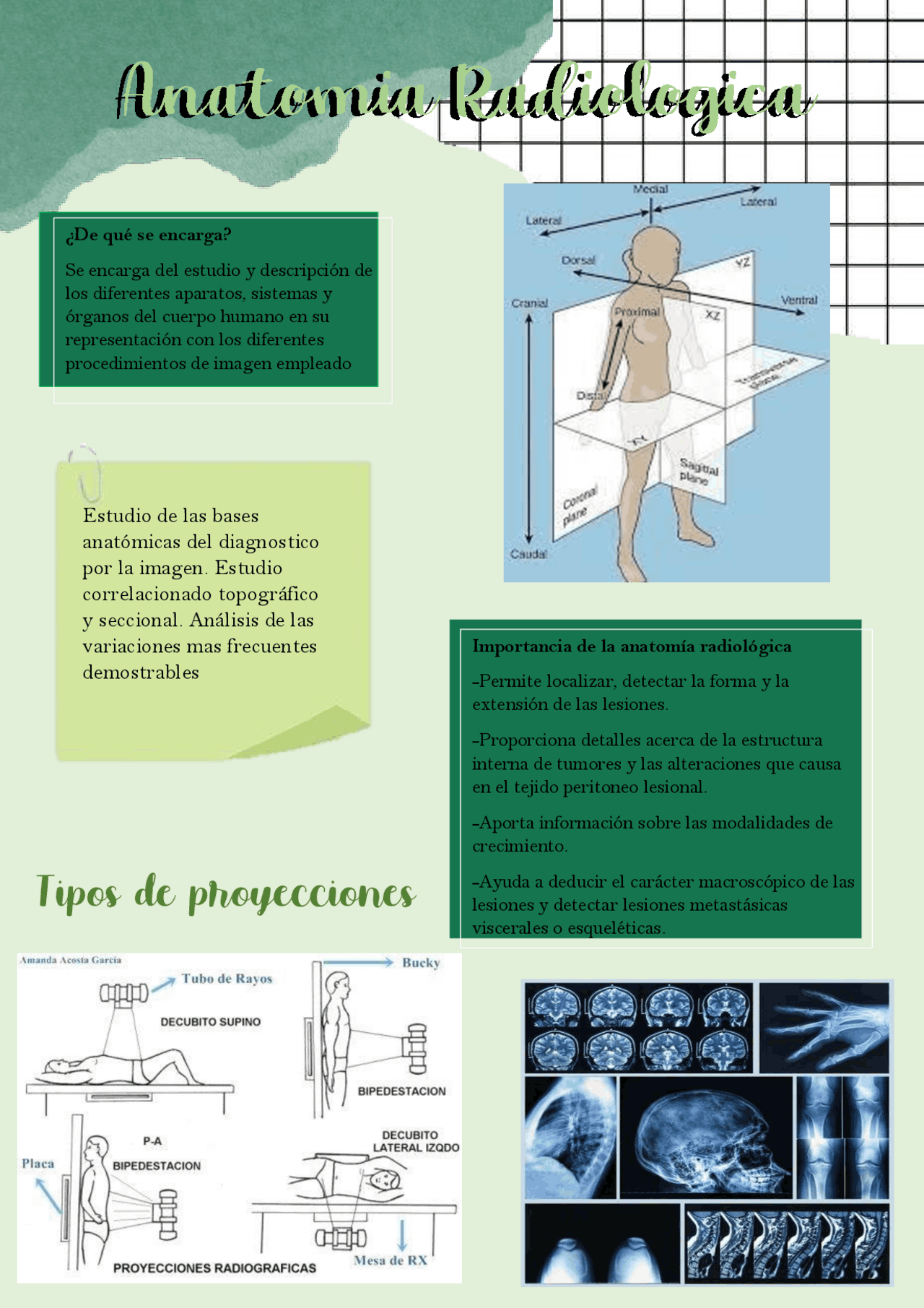 Anatomía Radiológica Apuntes De Anatomía Docsity