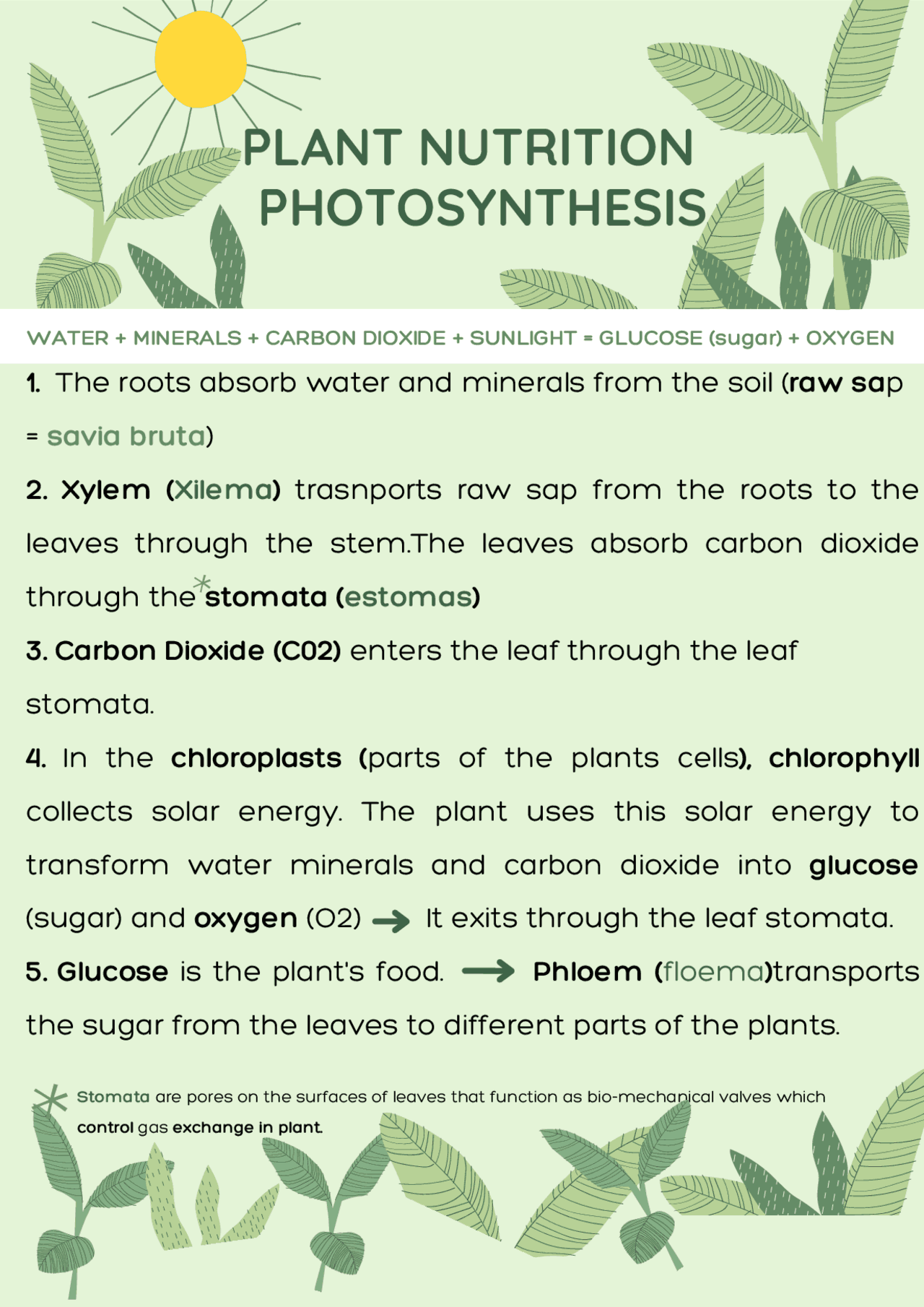 PLANT NUTRITION PHOTOSYNTHESIS - Docsity