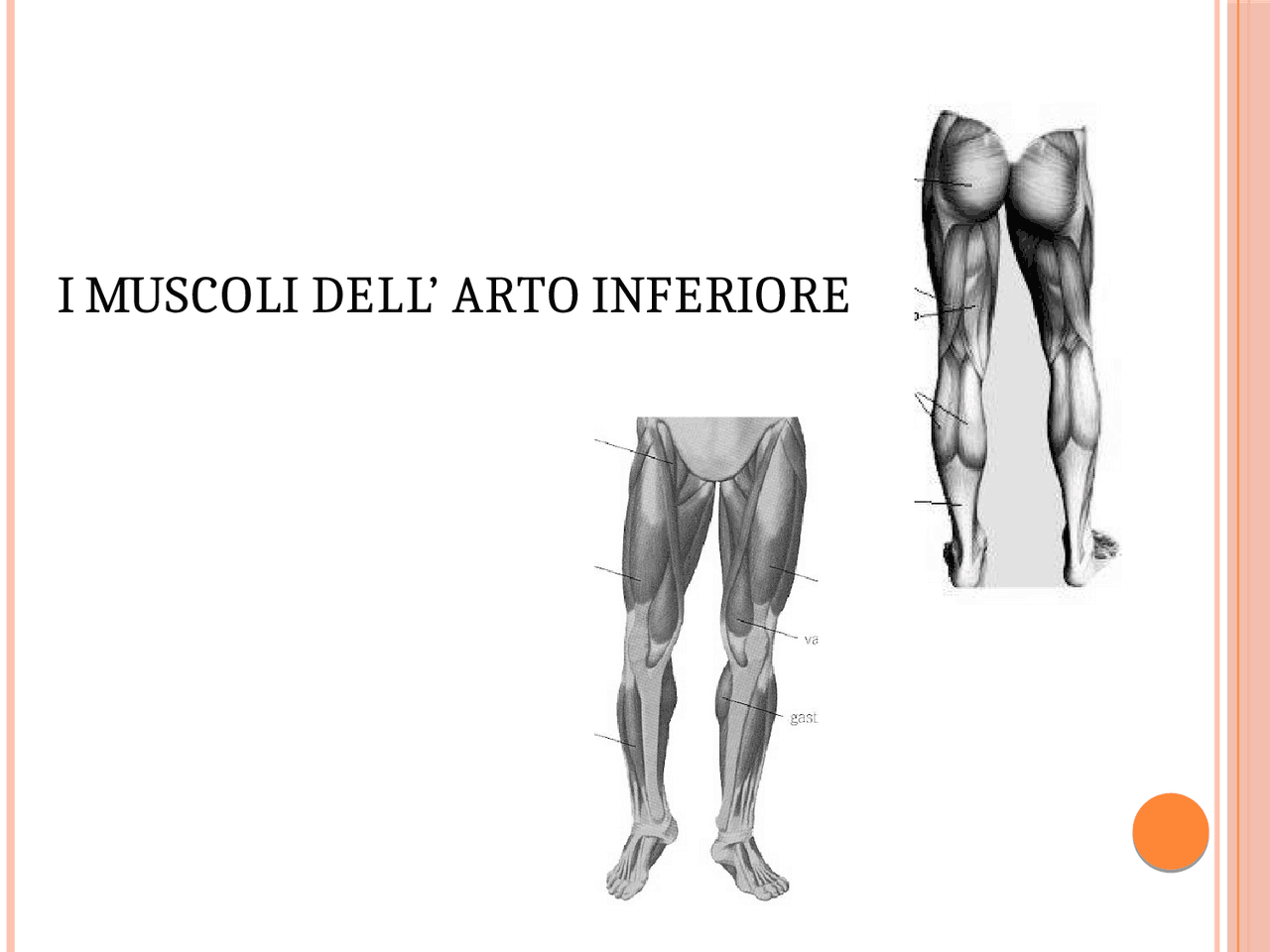 Arto Inferiore Powerpoint Docsity
