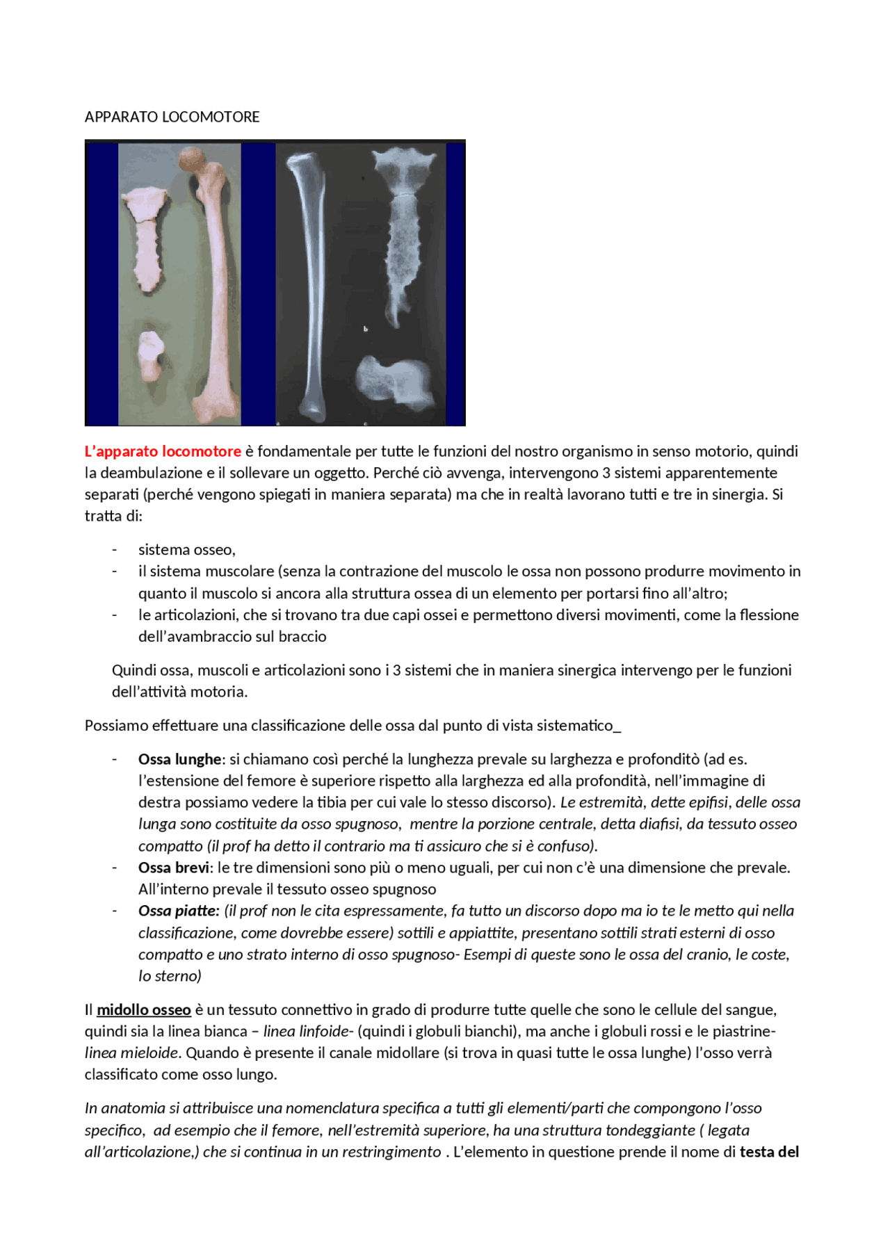 Appunti Apparato Locomotore Docsity