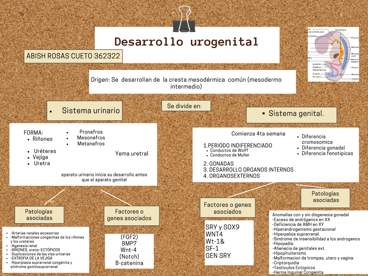 Desarrollo del sistema urogenital | Esquemas y mapas conceptuales de ...