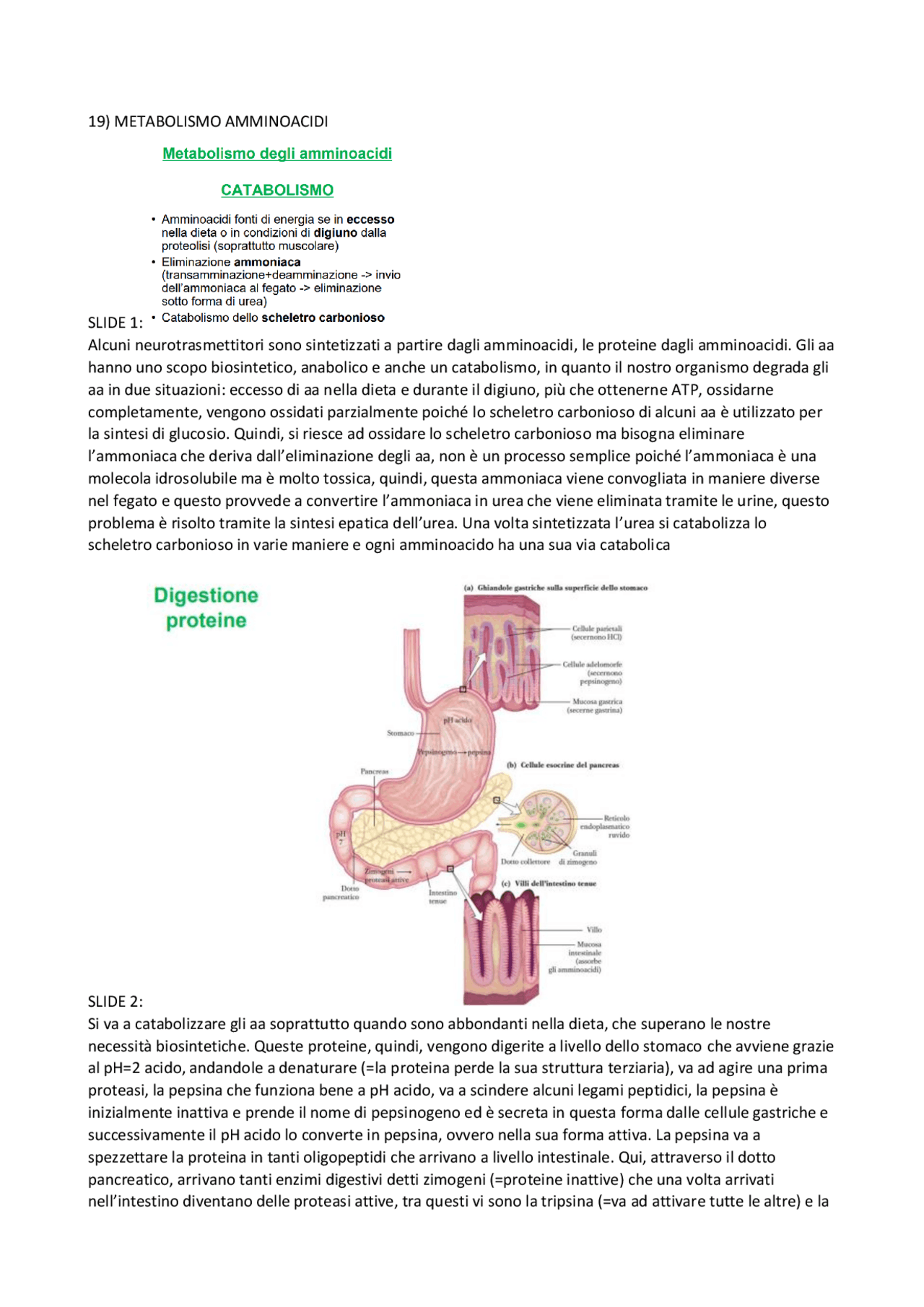 Metabolismo Degli Amminoacidi Docsity