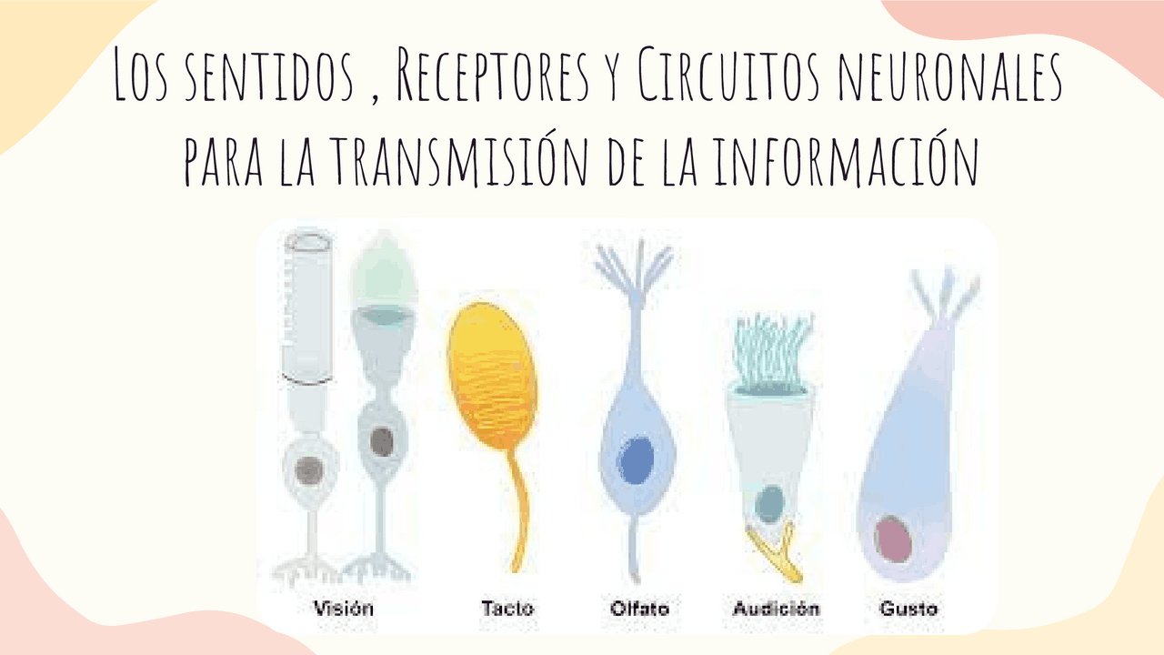 Los sentidos, receptores y circuitos neuronales para la transmisión de ...