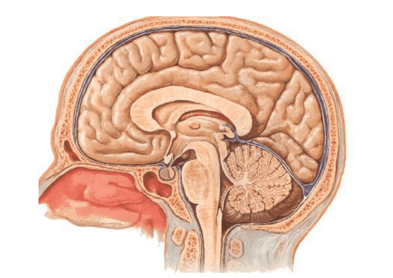 Anatomia sobre los ventriculos - Docsity