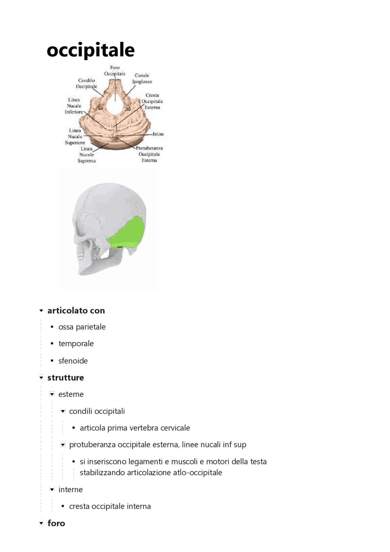 Osso occipitale, cranio | Schemi e mappe concettuali di Anatomia | Docsity