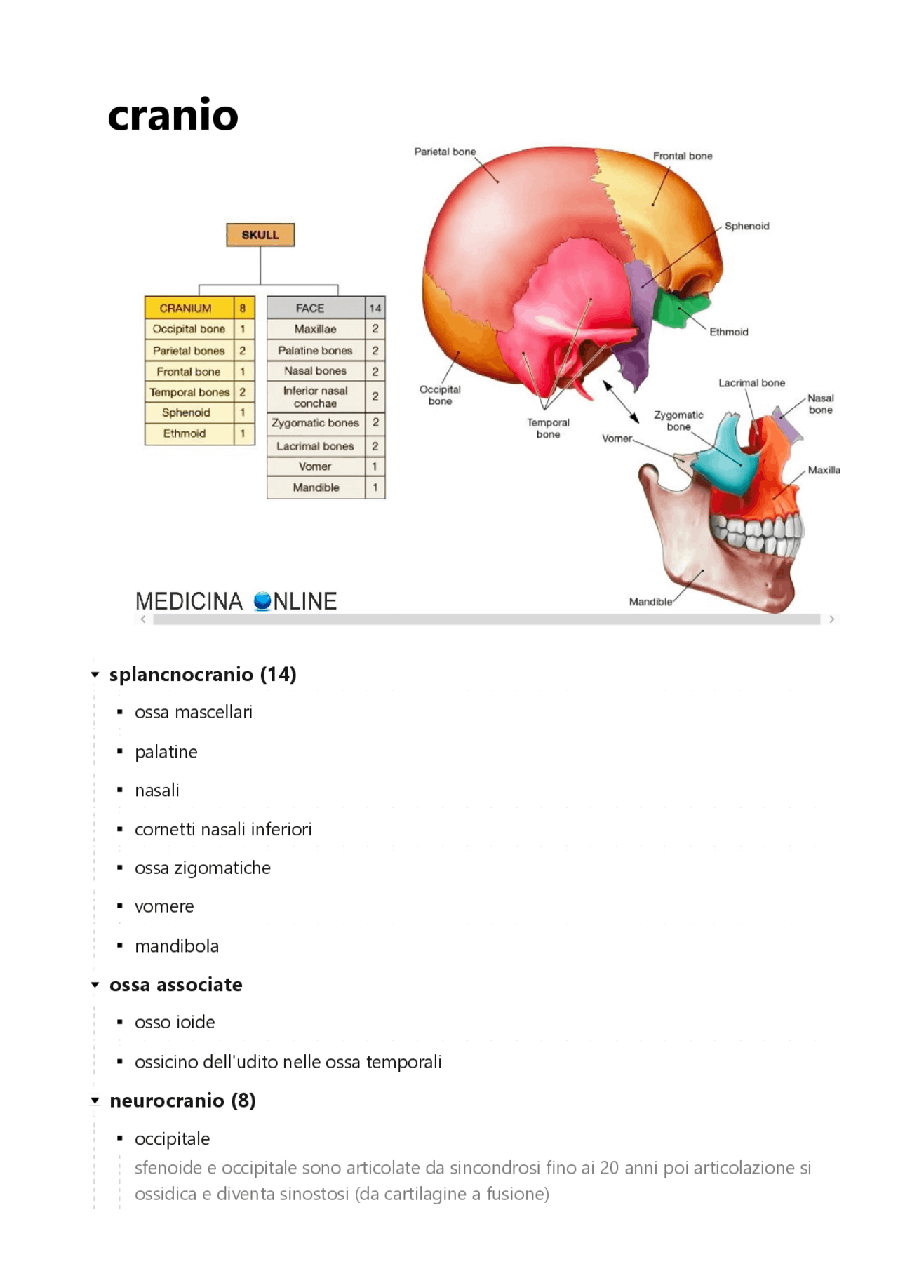 Schema generale del cranio | Schemi e mappe concettuali di Anatomia | Docsity