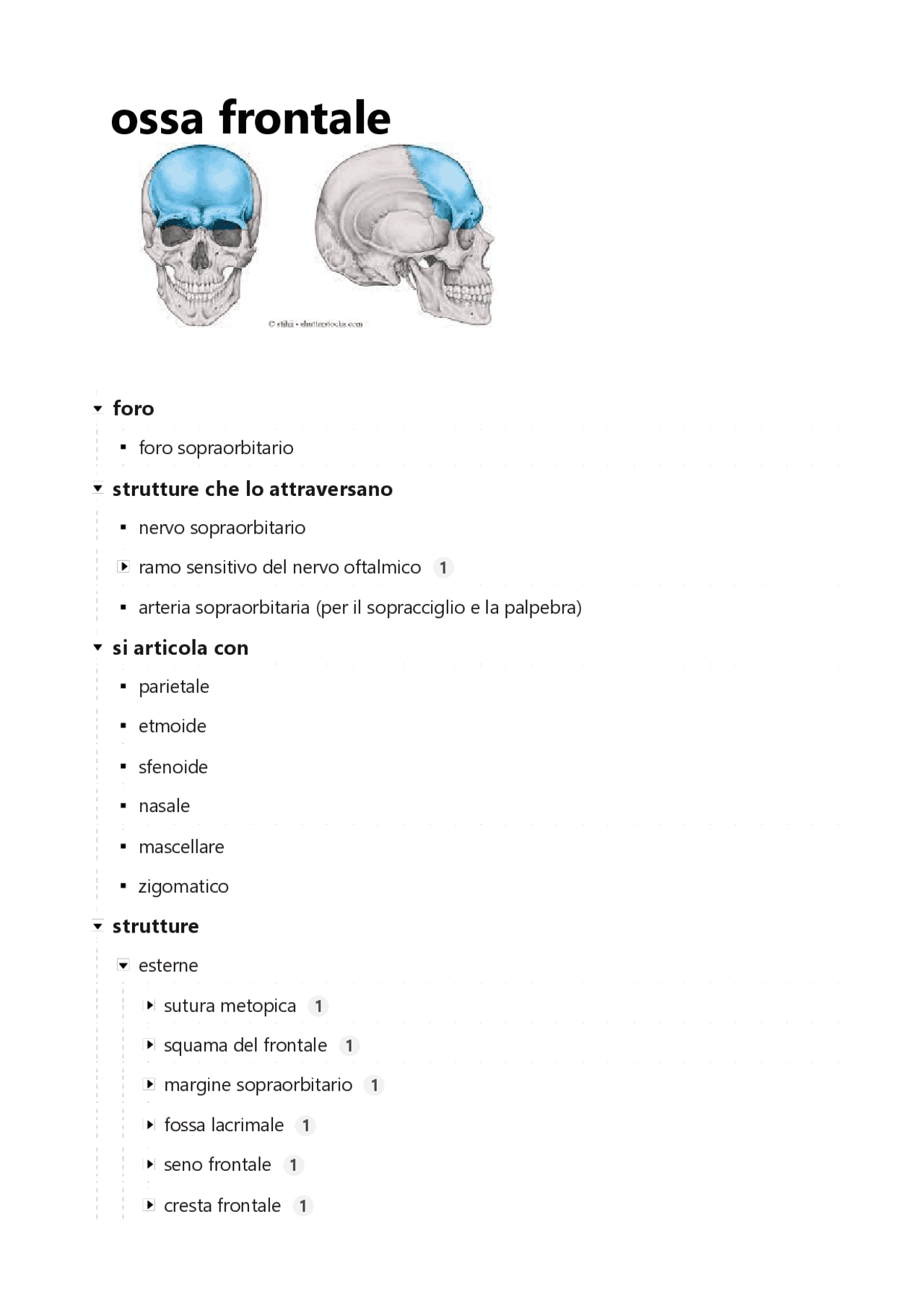 Osso frontale, cranio descrizione accurata | Schemi e mappe concettuali ...