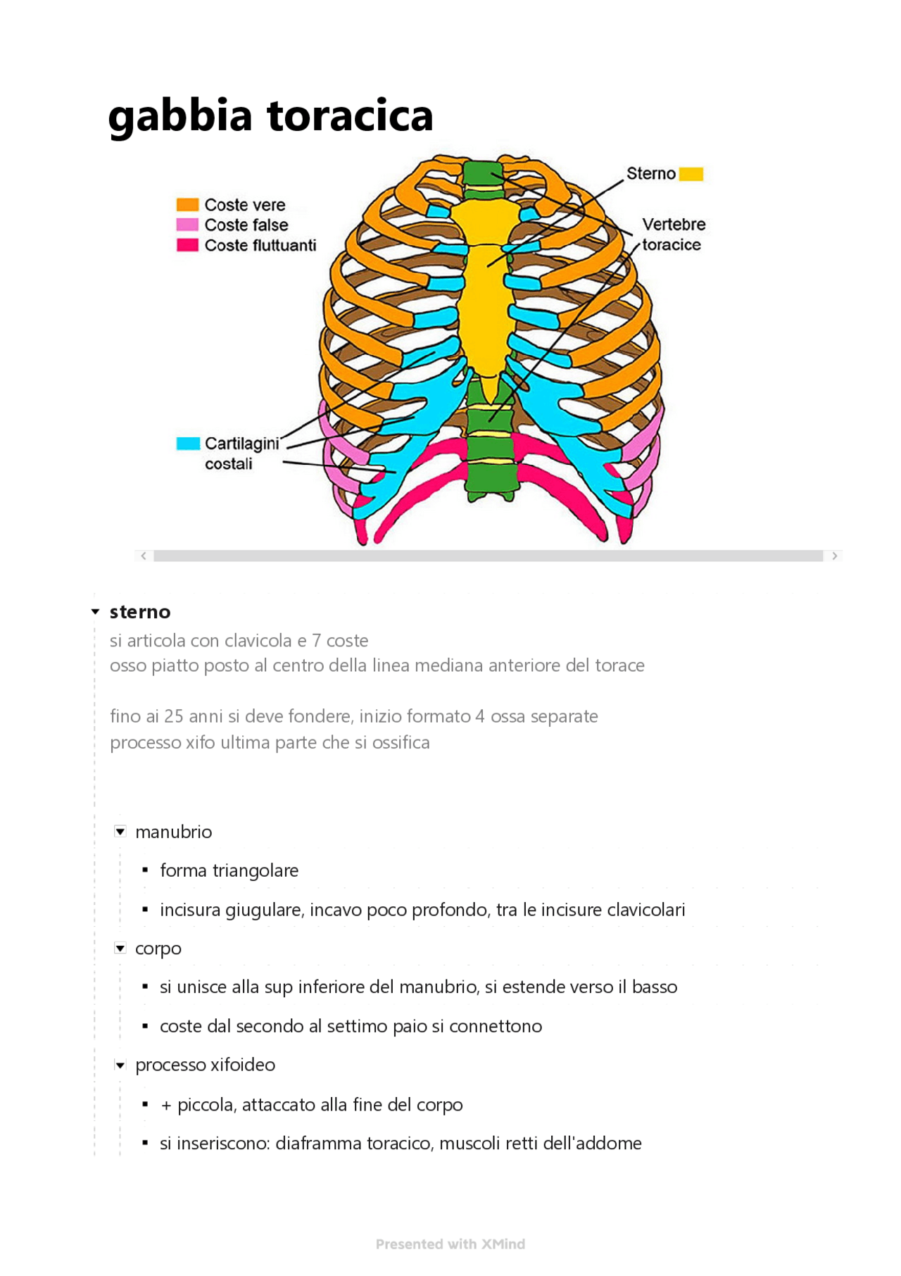 Gabbia toracica, schema completo tutte le sue componenti - Docsity