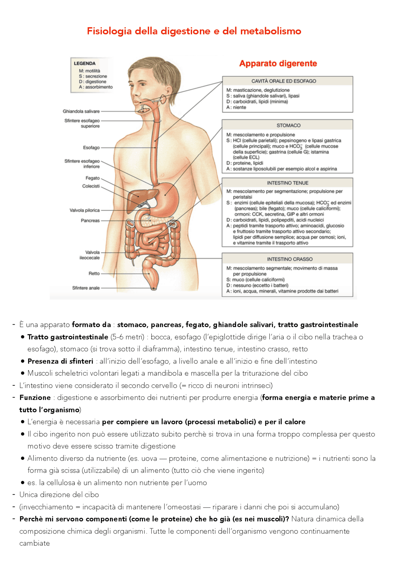 Fisiologia della digestione e del metabolismo - Docsity