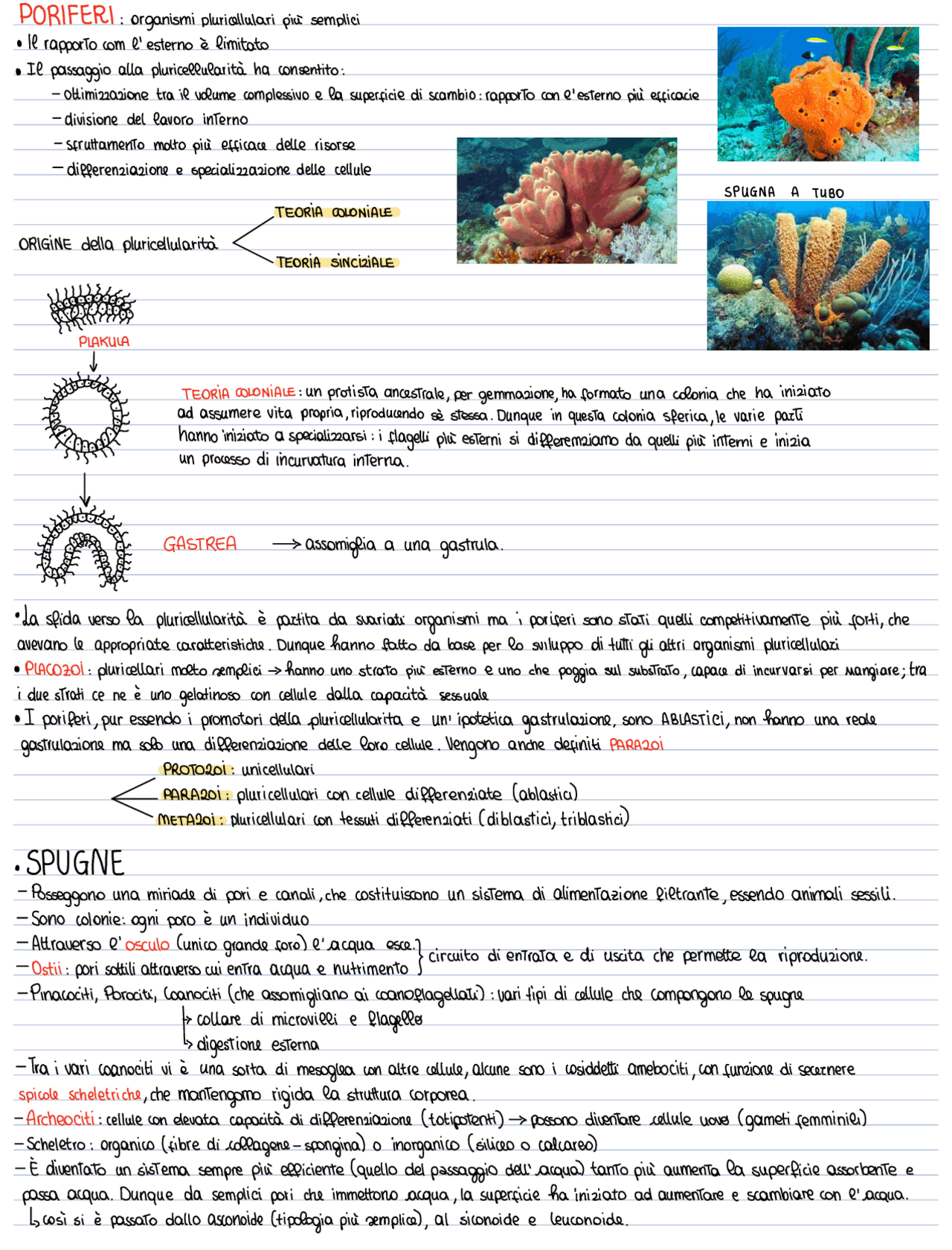 Poriferi Caratteristiche Fondamentali Docsity