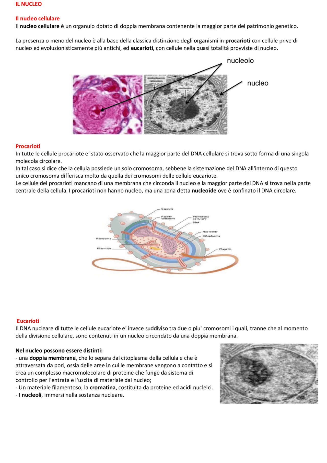 Il nucleo: caratteristiche - Docsity