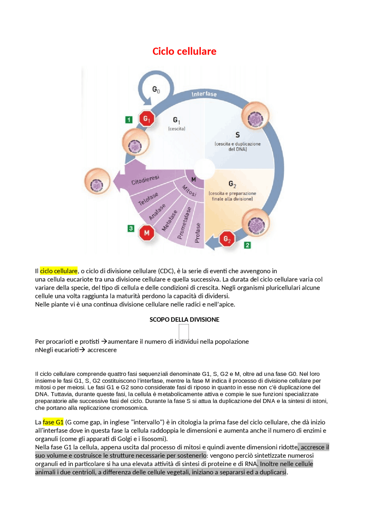Ciclo Cellulare Mitosi E E Meiosi Docsity
