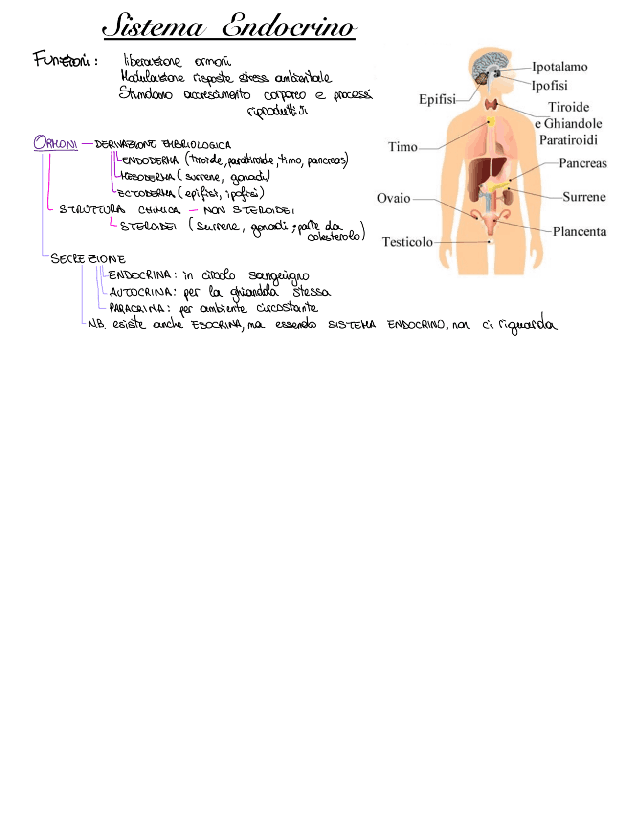 Il sistema endocrino - Docsity