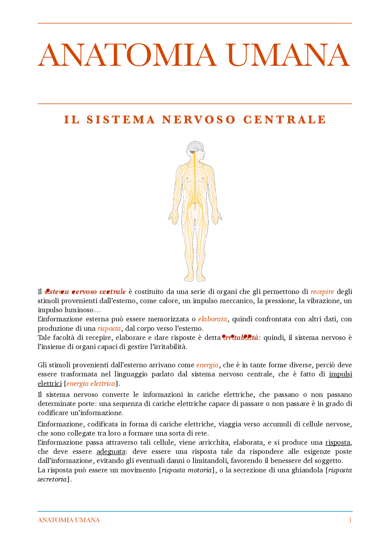Sistema Nervoso Centrale E Periferico Neuroanatomia Docsity