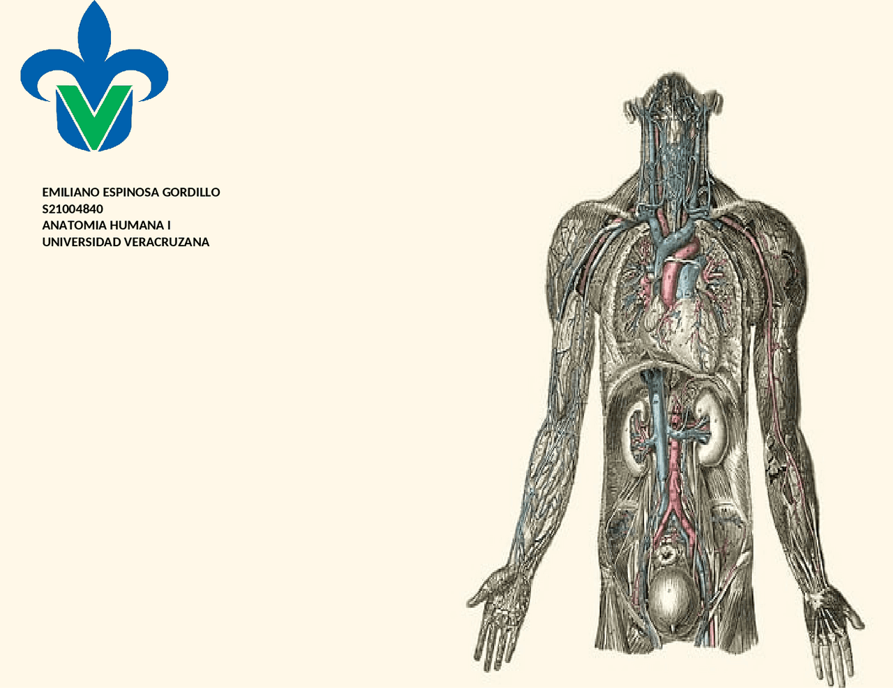 Arteria Humeral y sus ramas | Esquemas y mapas conceptuales de Anatomía ...