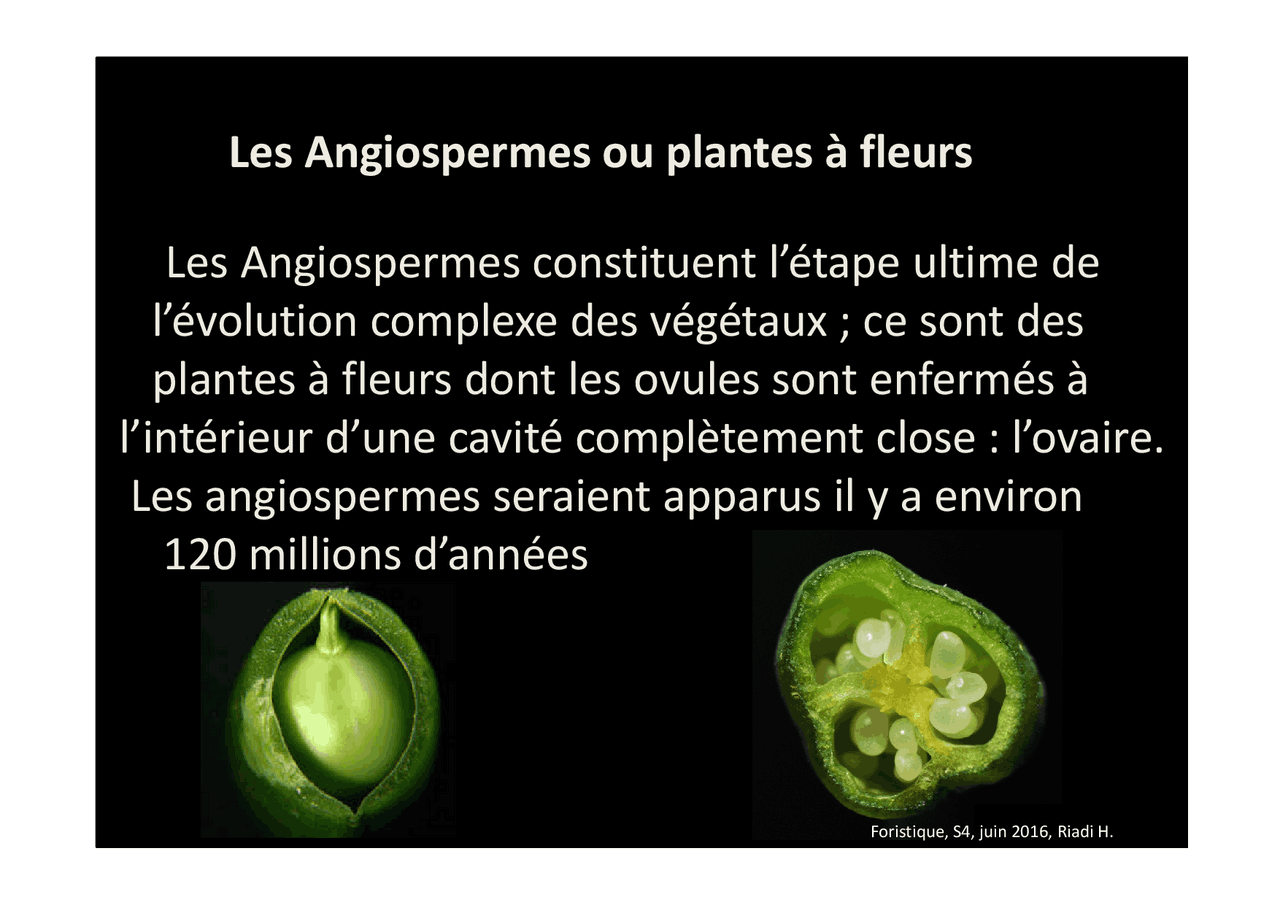 Les Angiospermes ou plantes à fleurs - Docsity