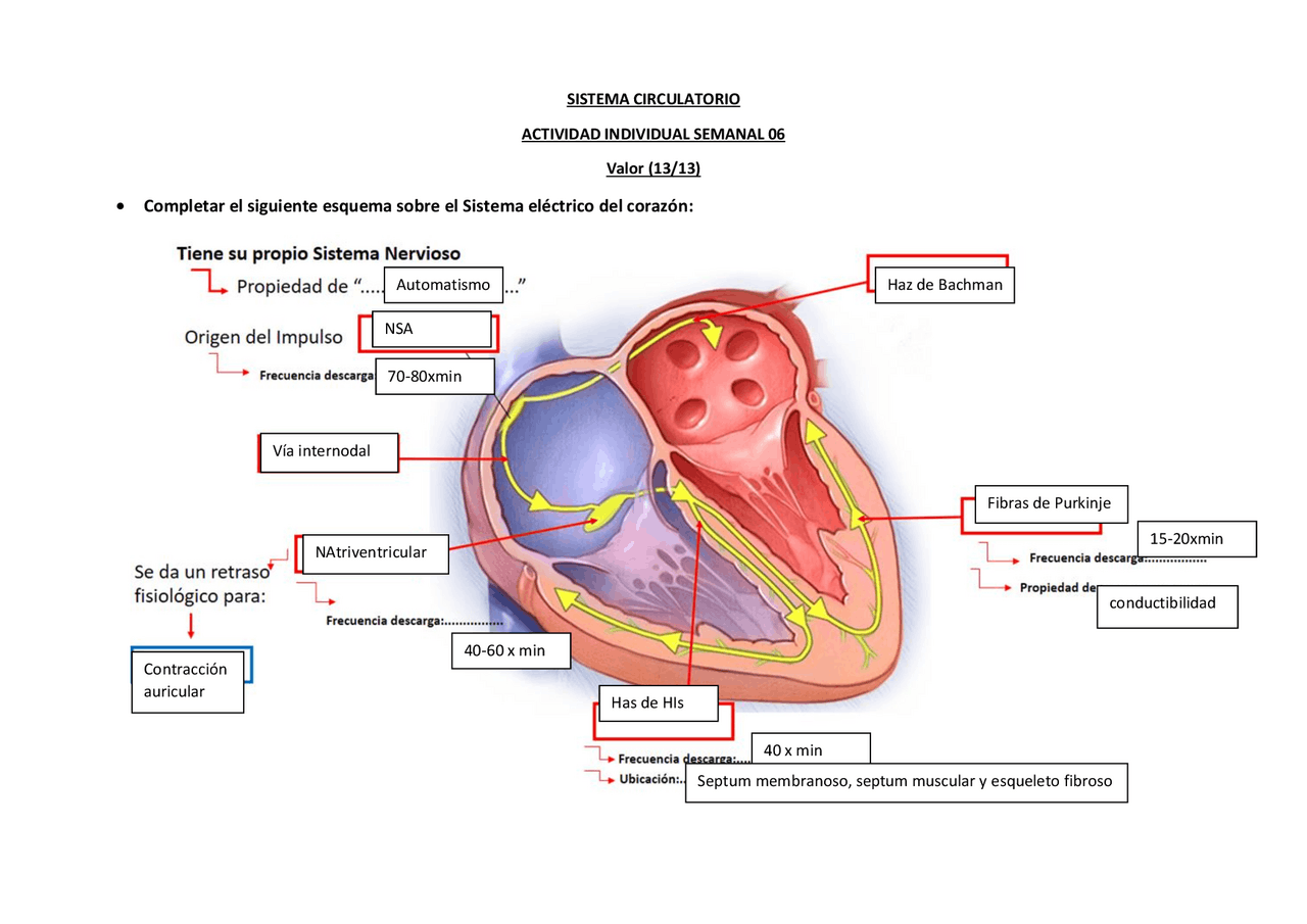 Sistema Circulatorio Docsity