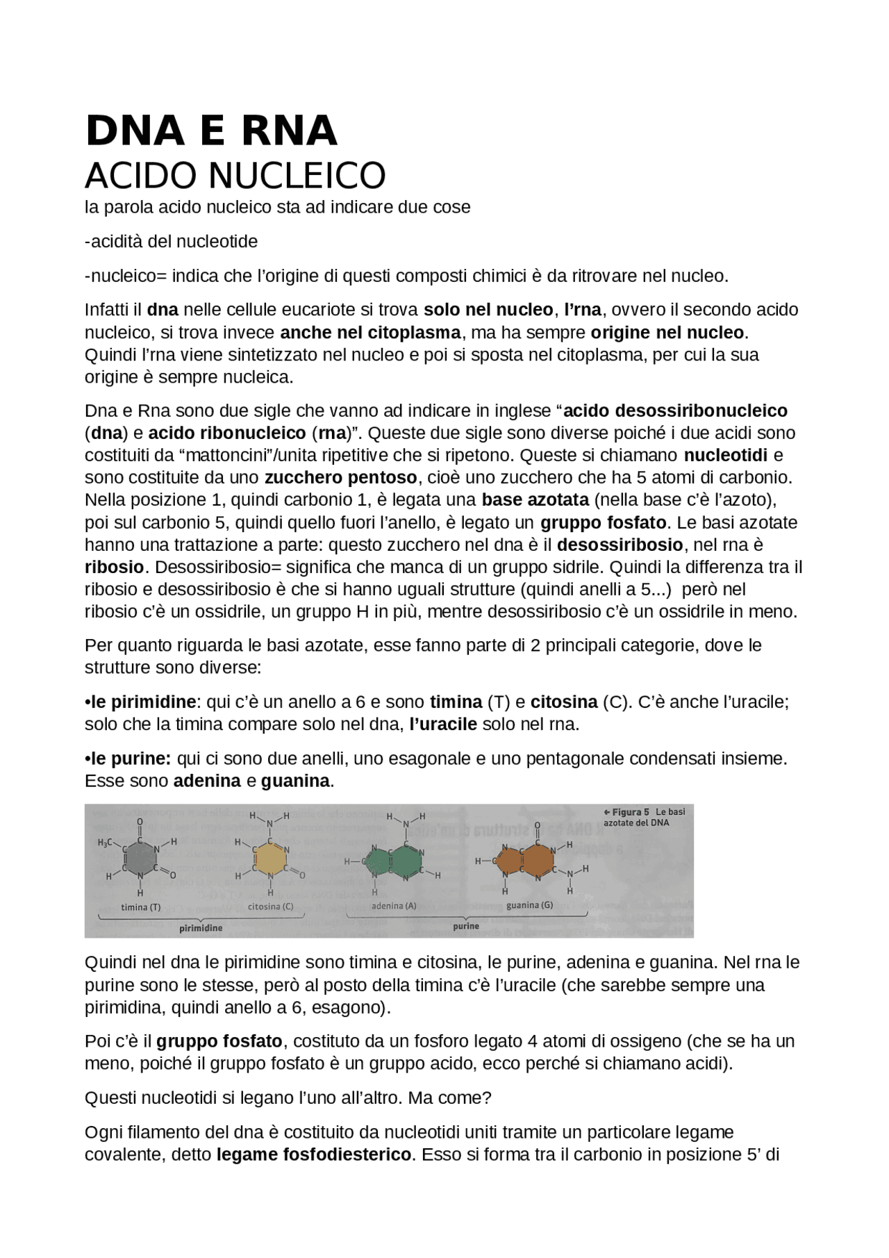 Dna And Rna E Differenze Docsity