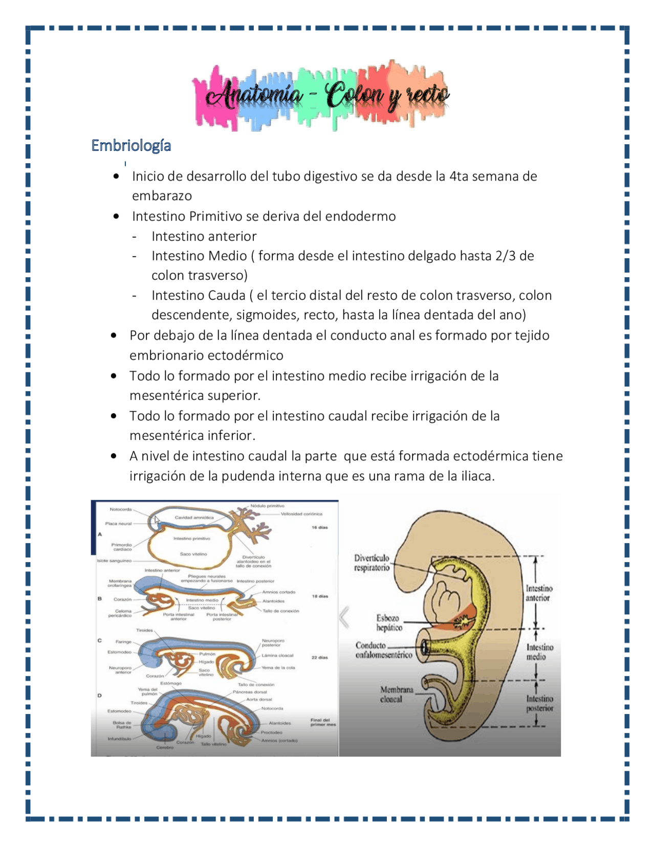 Anatomía del colon, recto y ano | Resúmenes de Cirugía General | Docsity